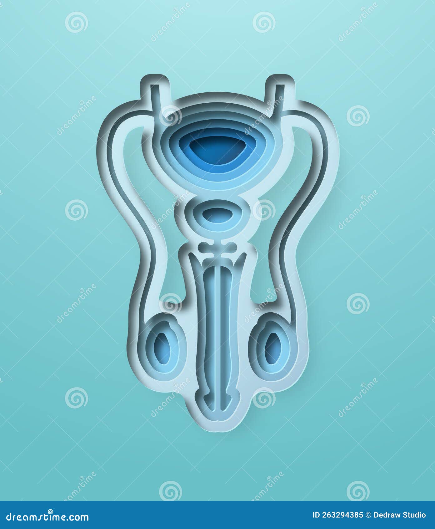 Realistic 3D Paper Cut Human Prostate Illustration Stock Vector ...