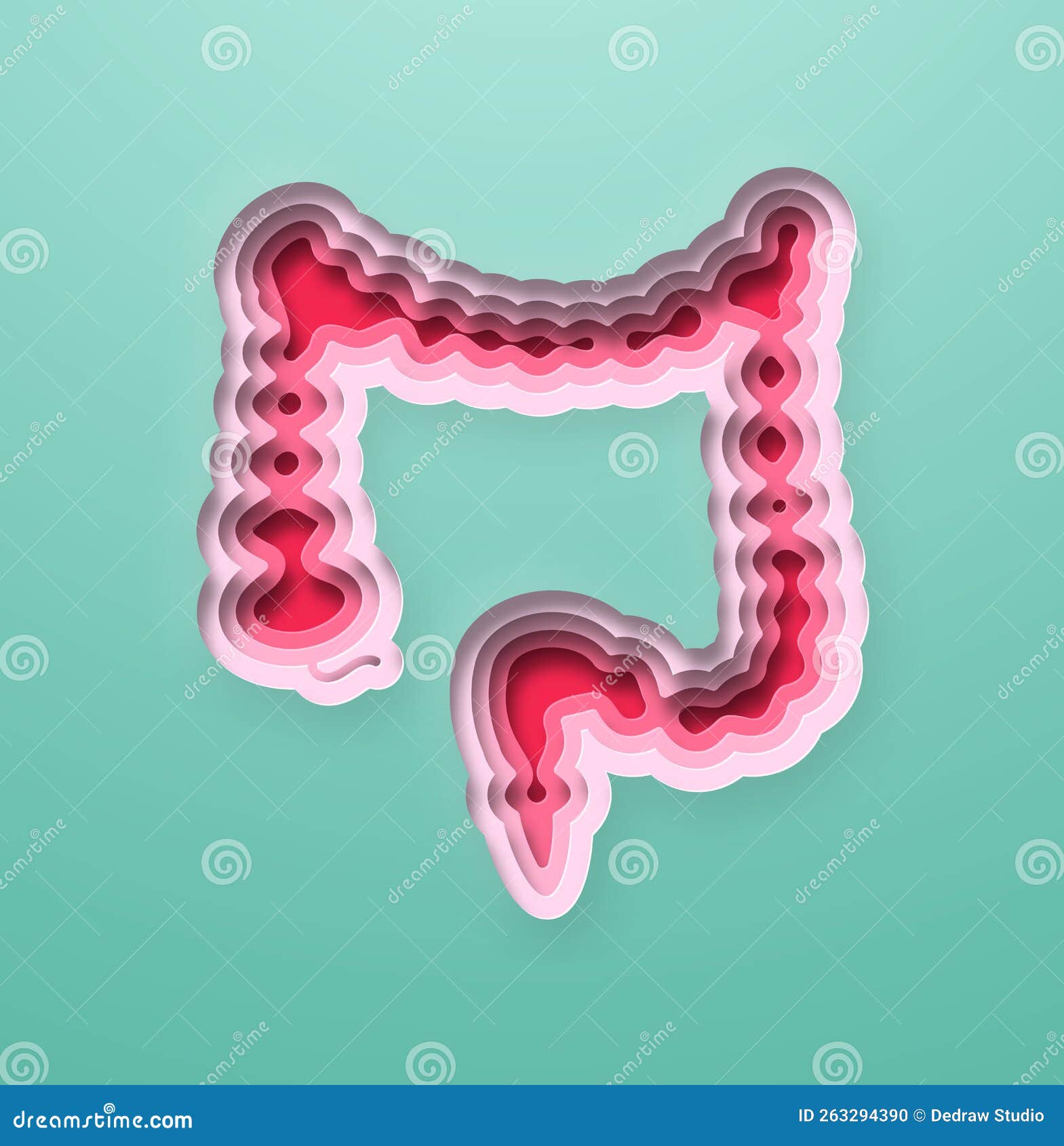 Realistic 3D Paper Cut Human Large Intestine Illustration Stock Vector ...