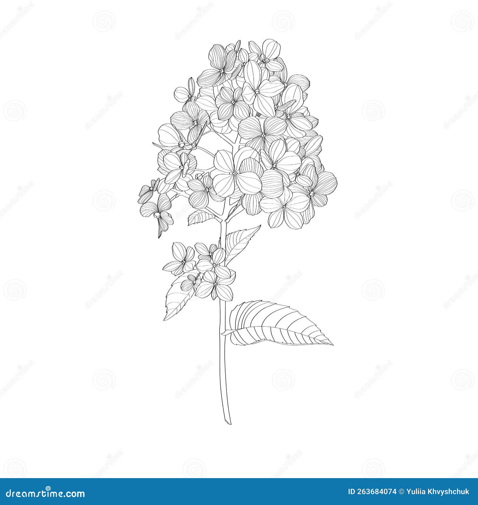 Hand Draw Line Hydrangea Flowers Illustration. Stock Illustration ...