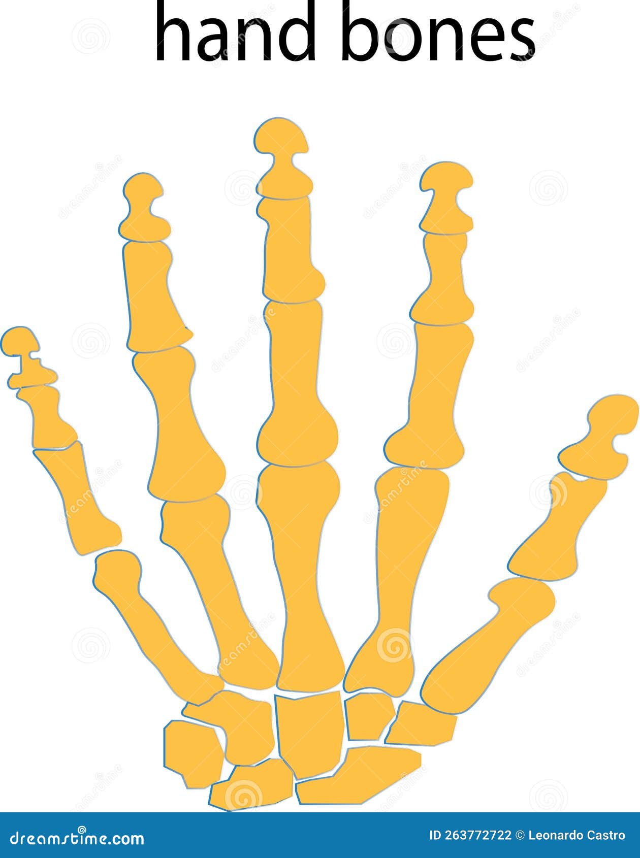 Hand bones stock illustration. Illustration of anatomy - 263772722