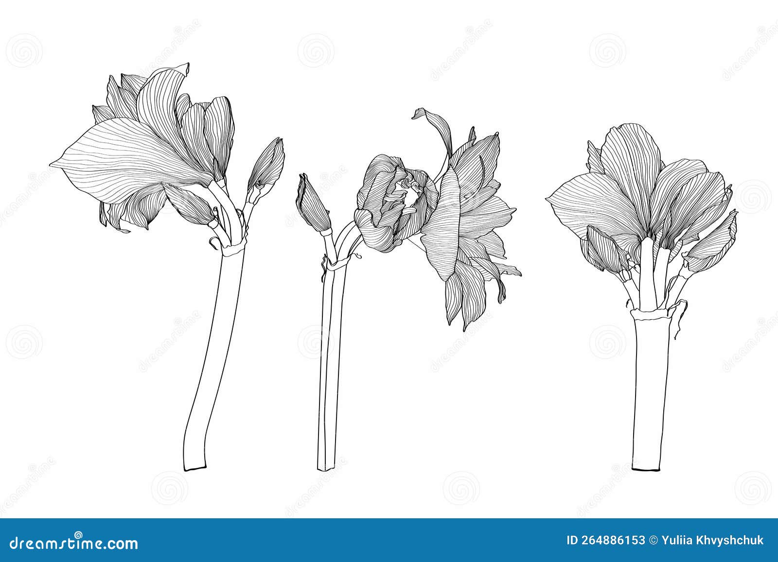 Decorative Clivia Amaryllis Line Flowers, Design Elements. Stock ...
