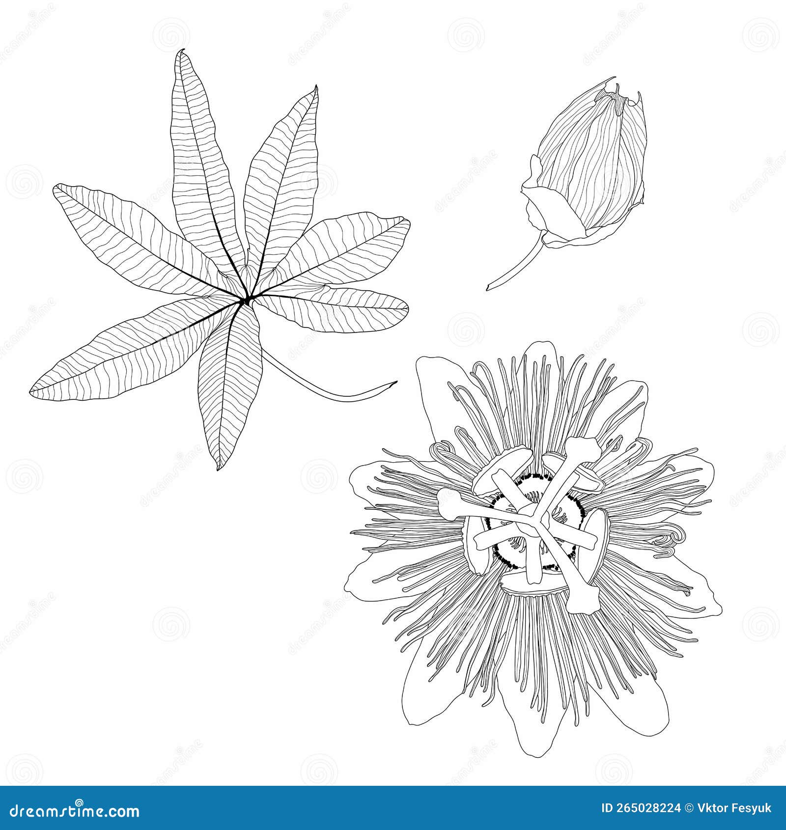 Passiflora Incarnata Maypop, True Or Purple Passionflower, Wild Apricot ...