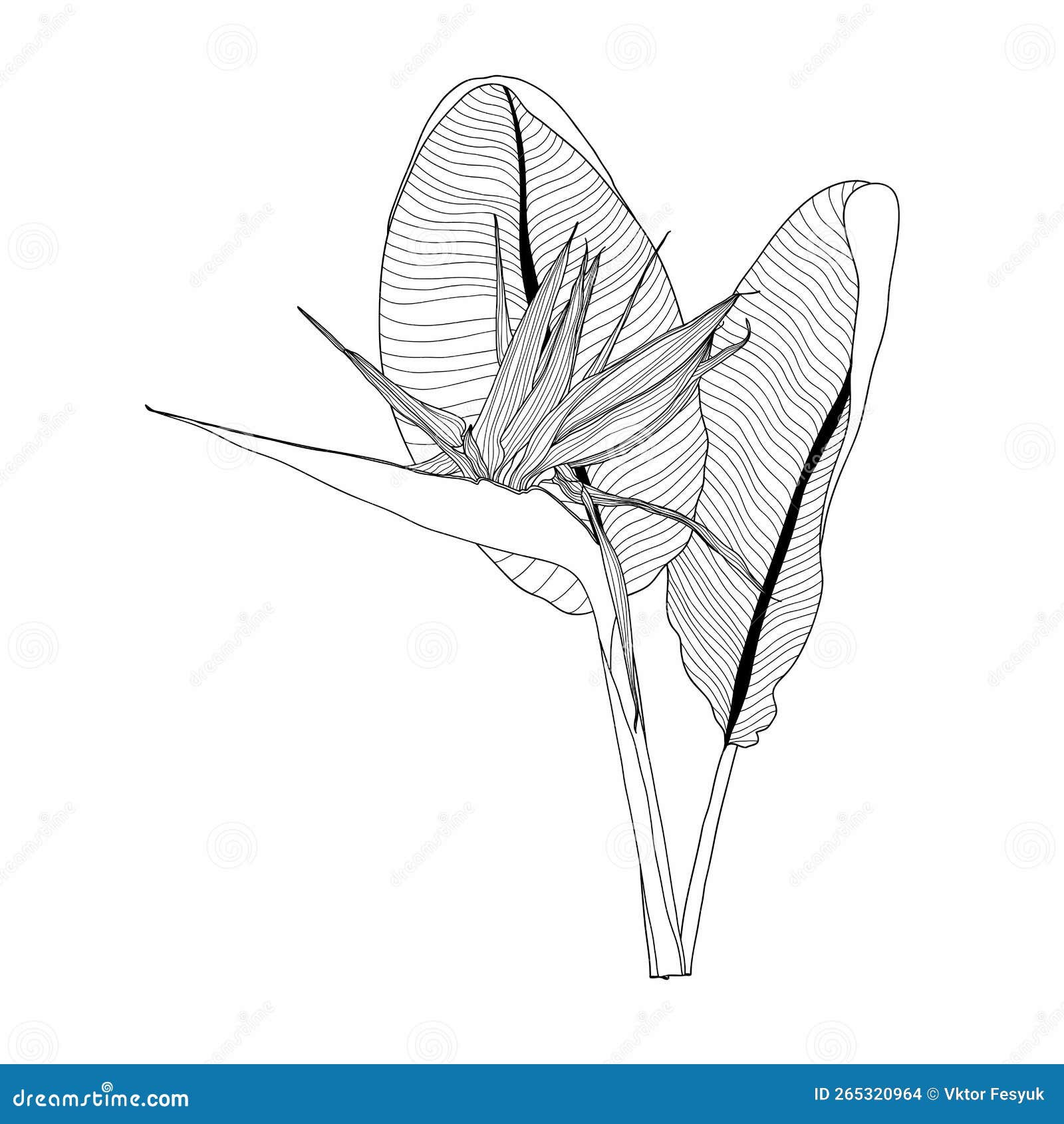 Decorative Simple Line Strelitzia Flowers Bouquet, Design Elements. Can ...