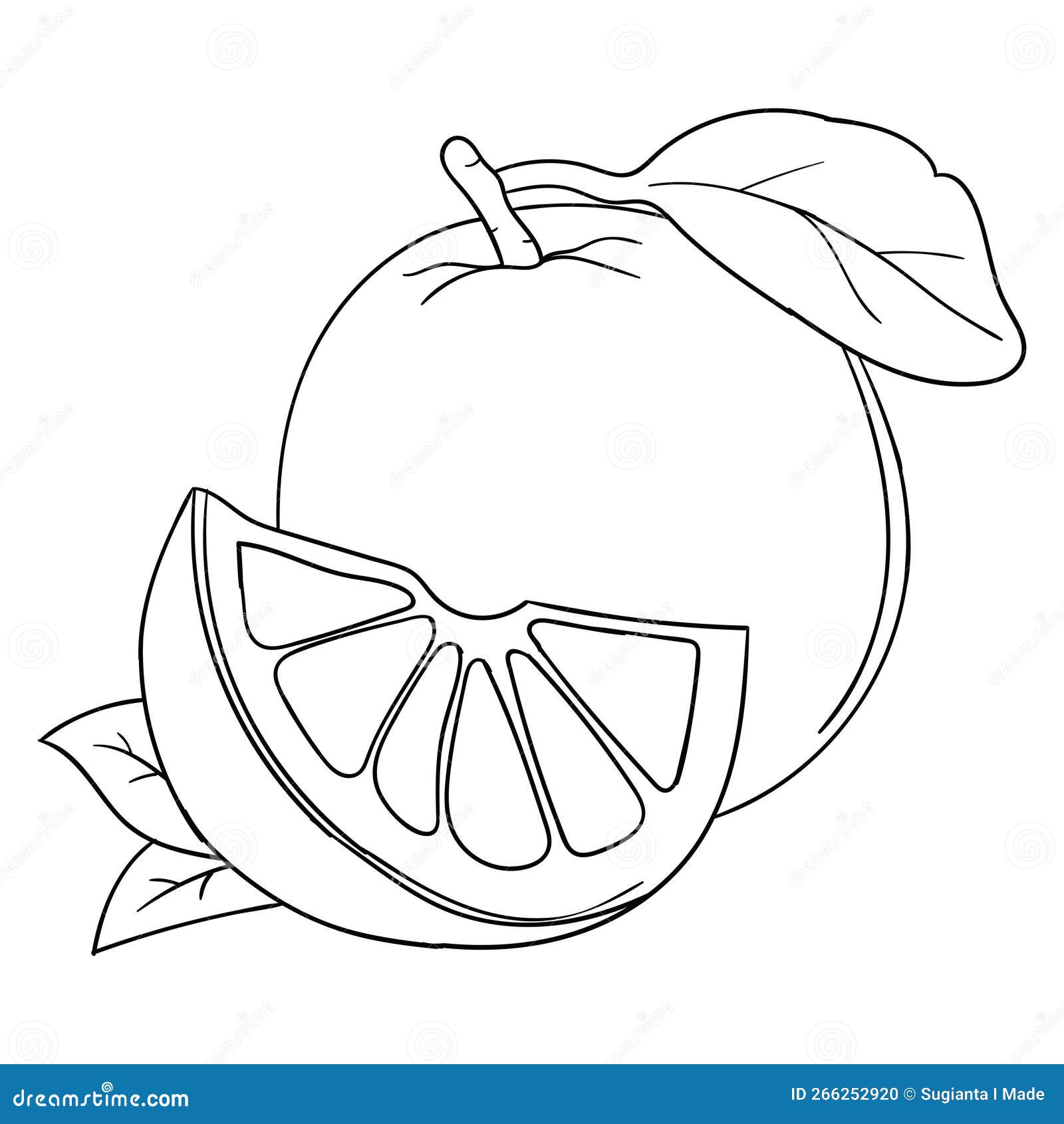 Hand drawing orange stock vector. Illustration of fruit - 266252920