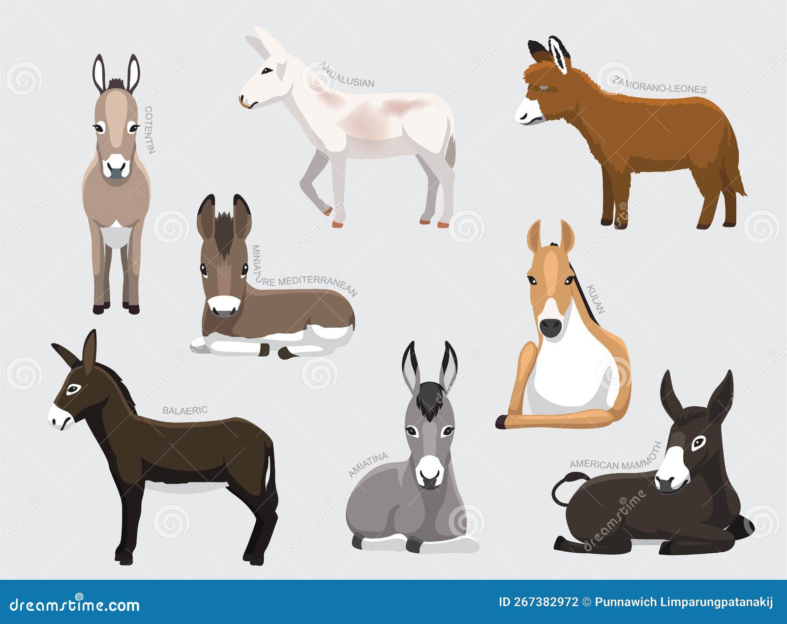 Various Donkey Breeds With Names Set Various Kind Identify Cartoon ...