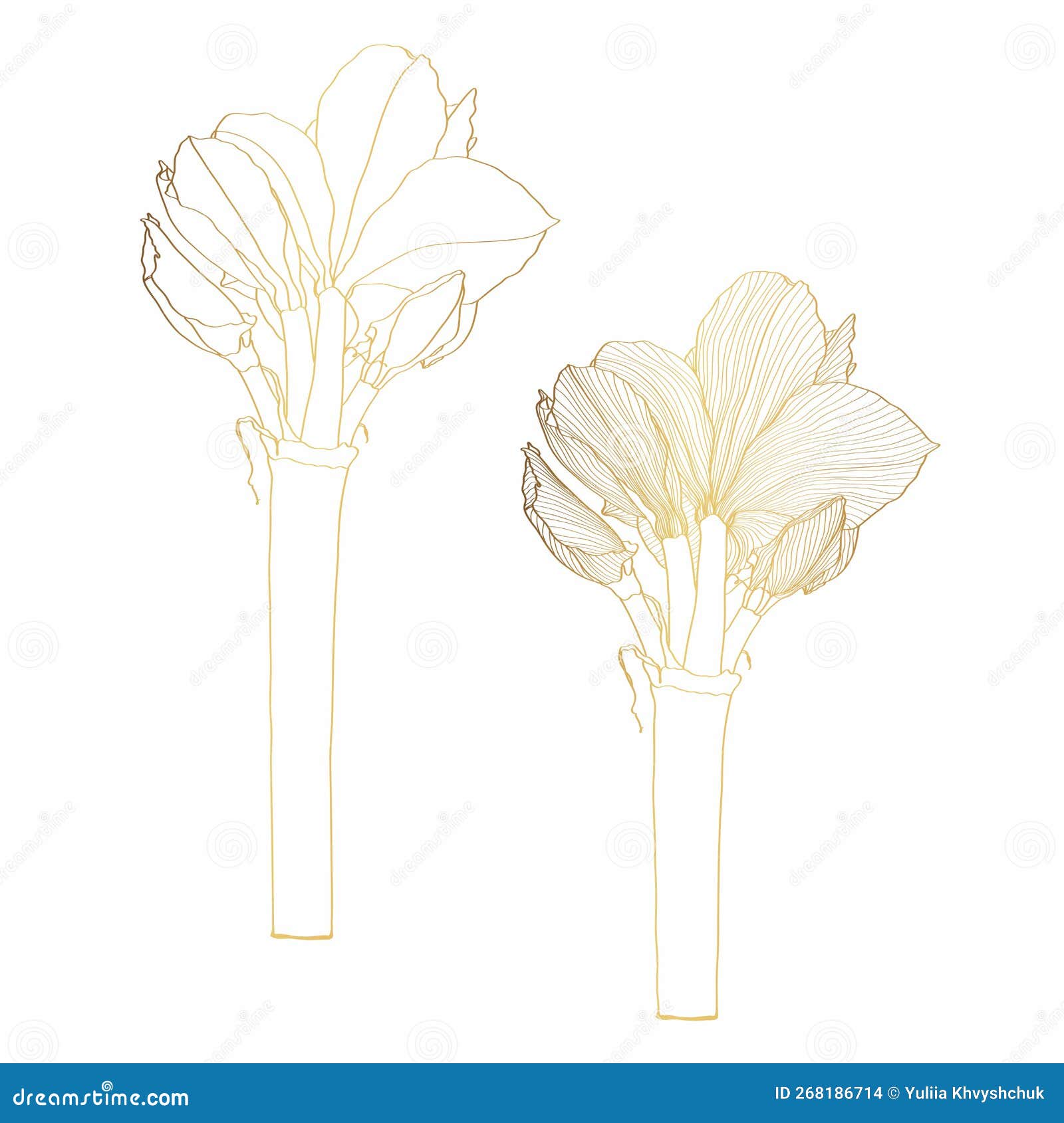 Decorative Line Golden Clivia Amaryllis Branch Flowers Set, Design ...