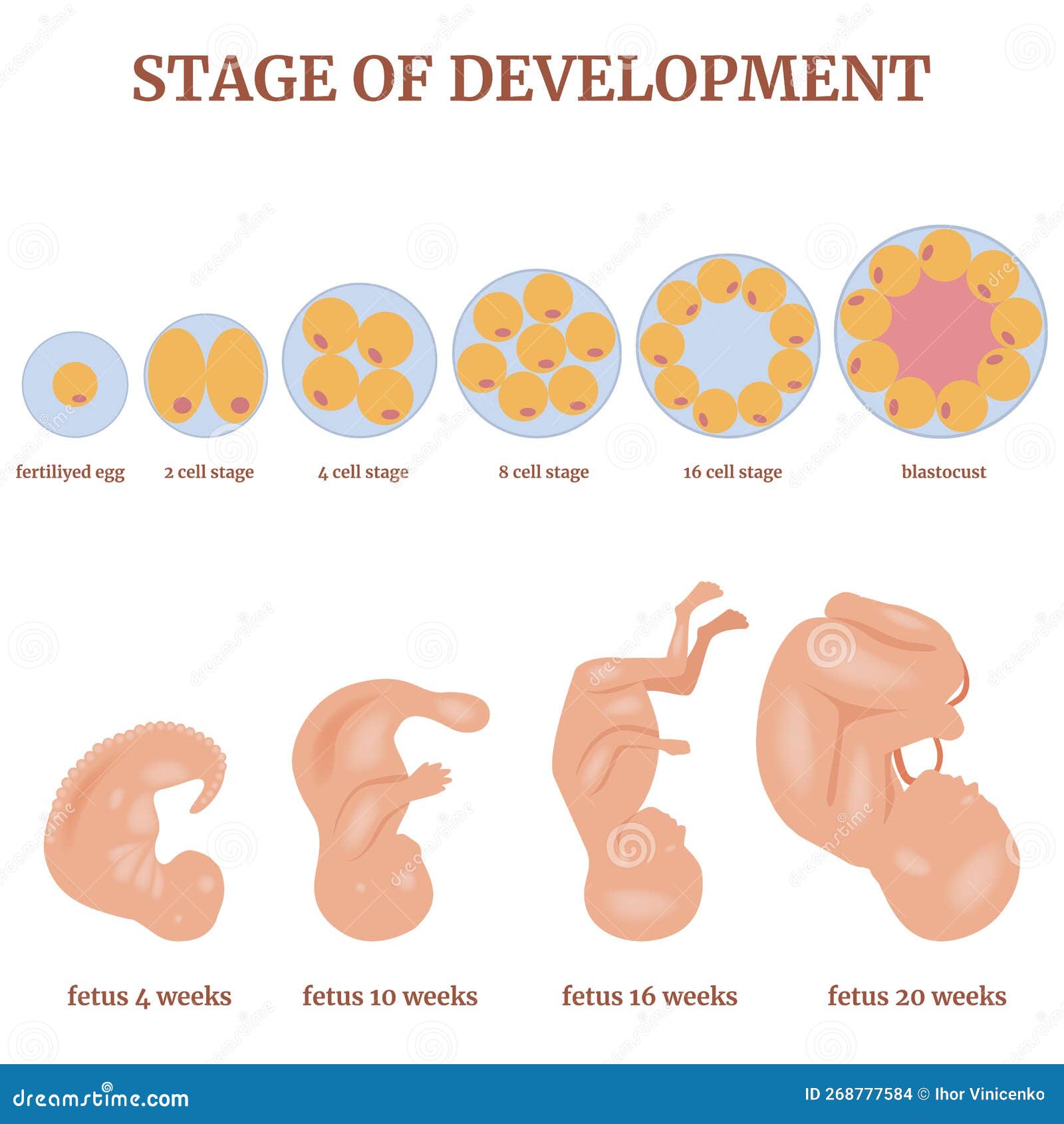 Fertilization. Developmental Stages of the Egg and Fetus Stock Vector ...