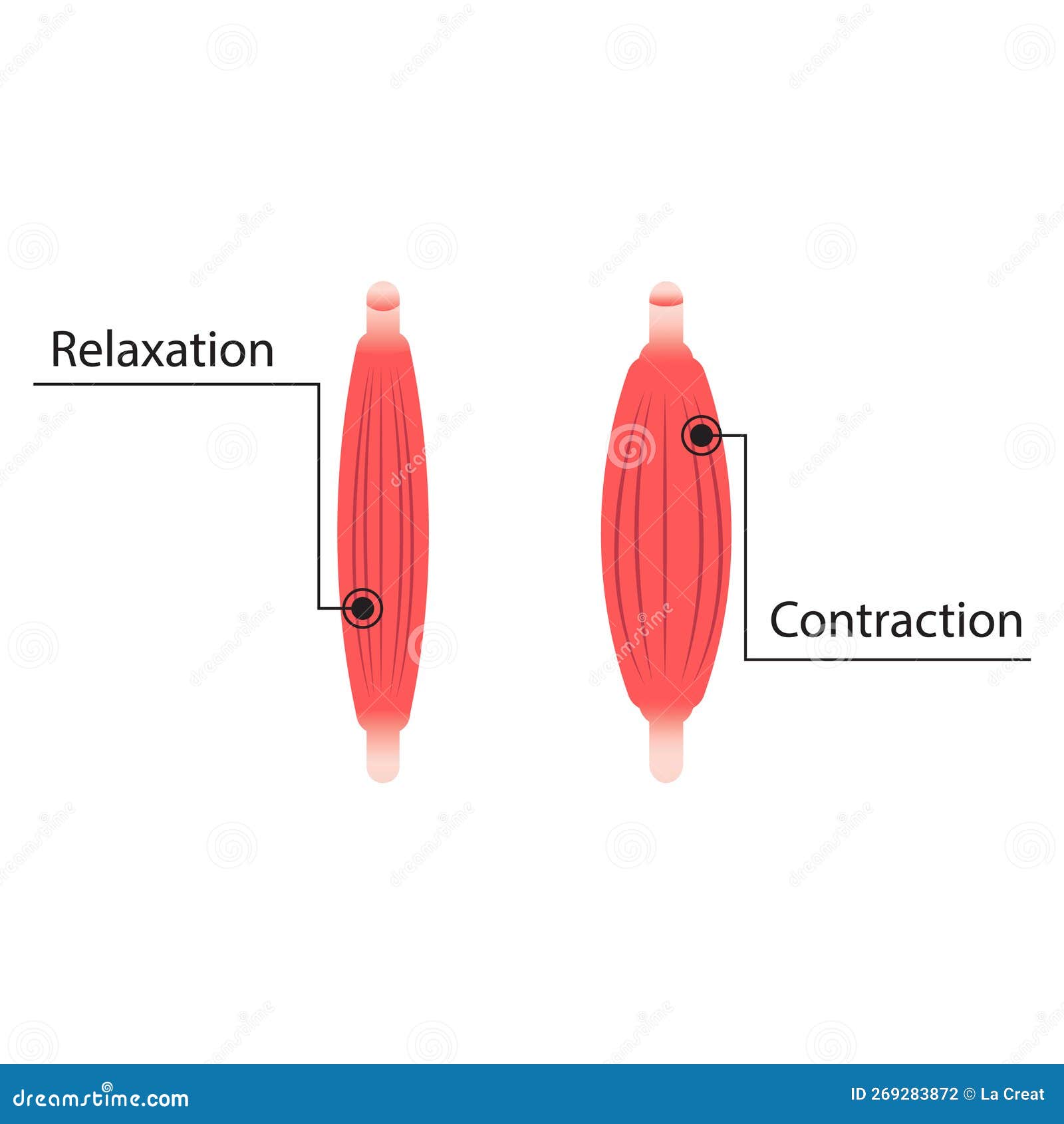 The Biceps Before And After Contraction, Vintage Engraving Cartoon ...
