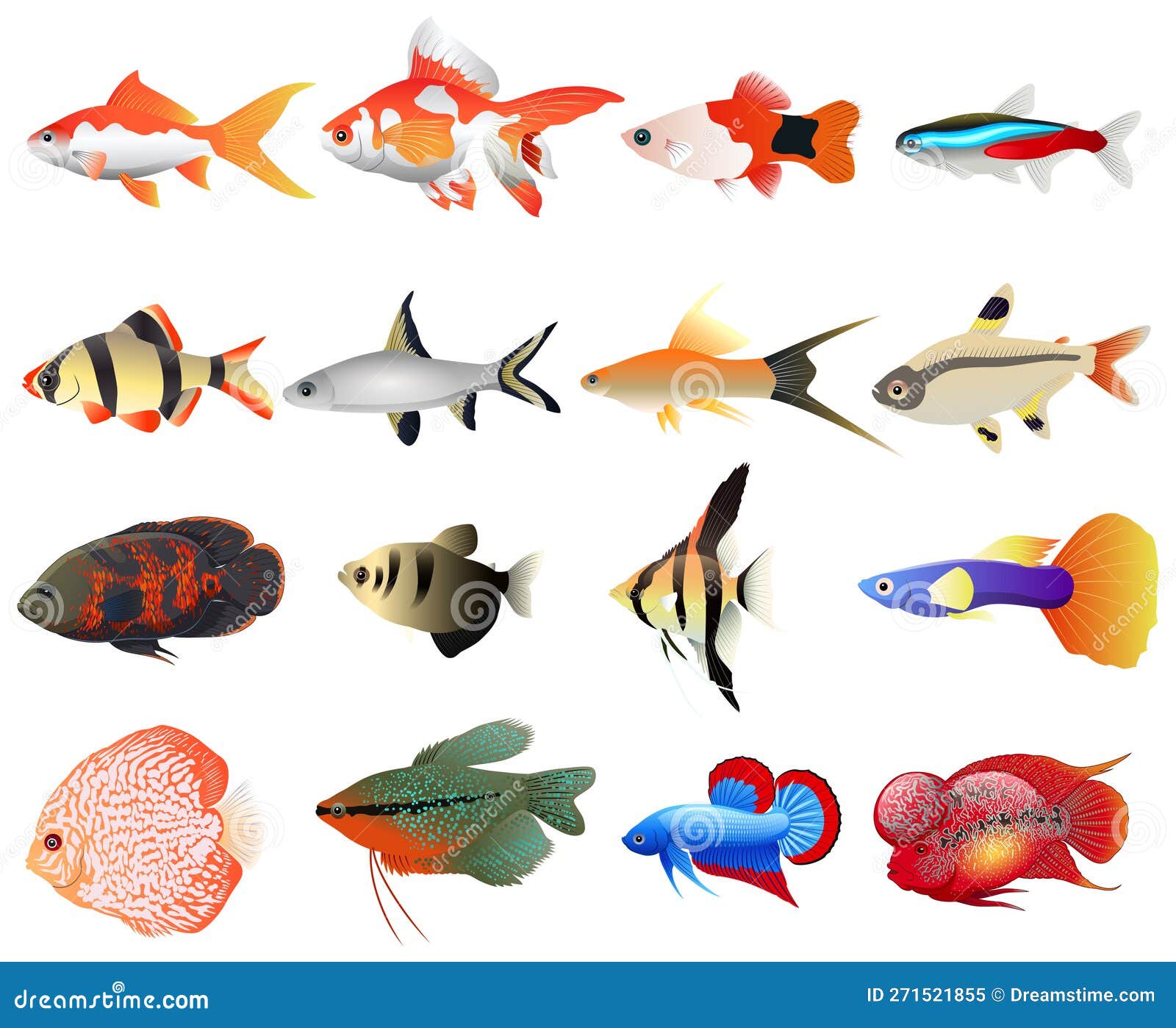 Isolated River Fish. Set of Freshwater Aquarium Cartoon Fishes Stock ...