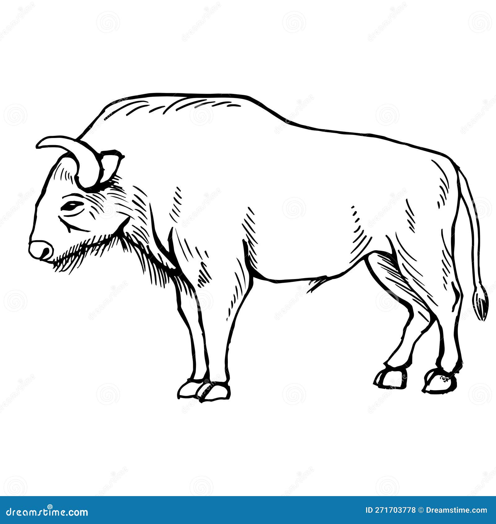 Horned Buffalo on the Side. Drawing with Black Lines, Marker Stock ...