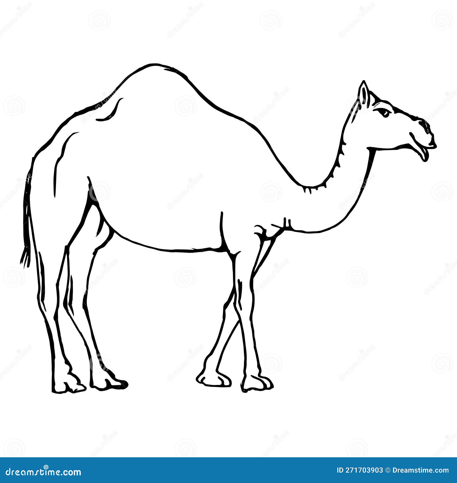 One-humped Camel Side View. Stock Vector - Illustration of outline ...