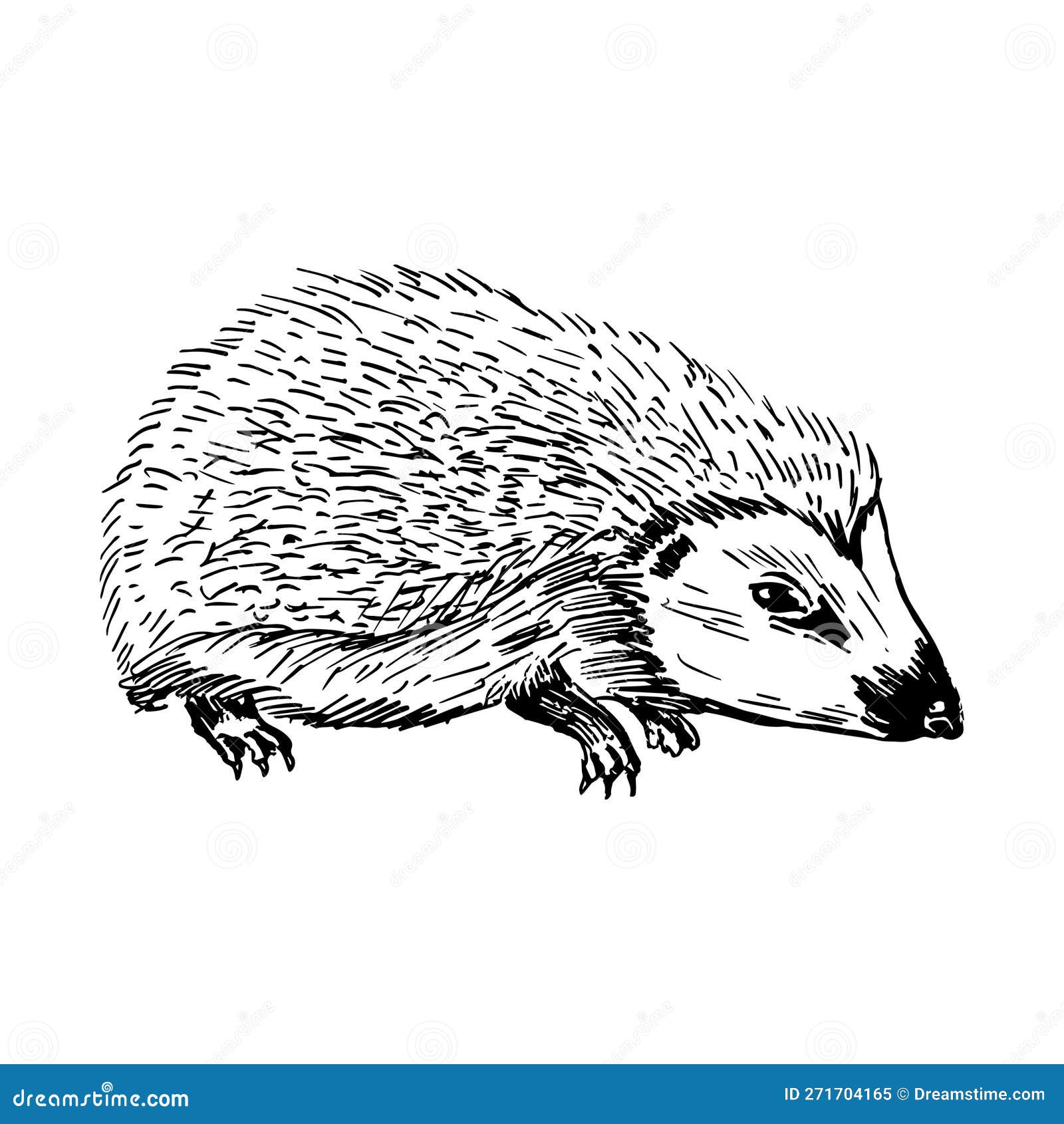 Hedgehog. Side View. Drawing with Black Lines, Marker, Line Art Stock ...