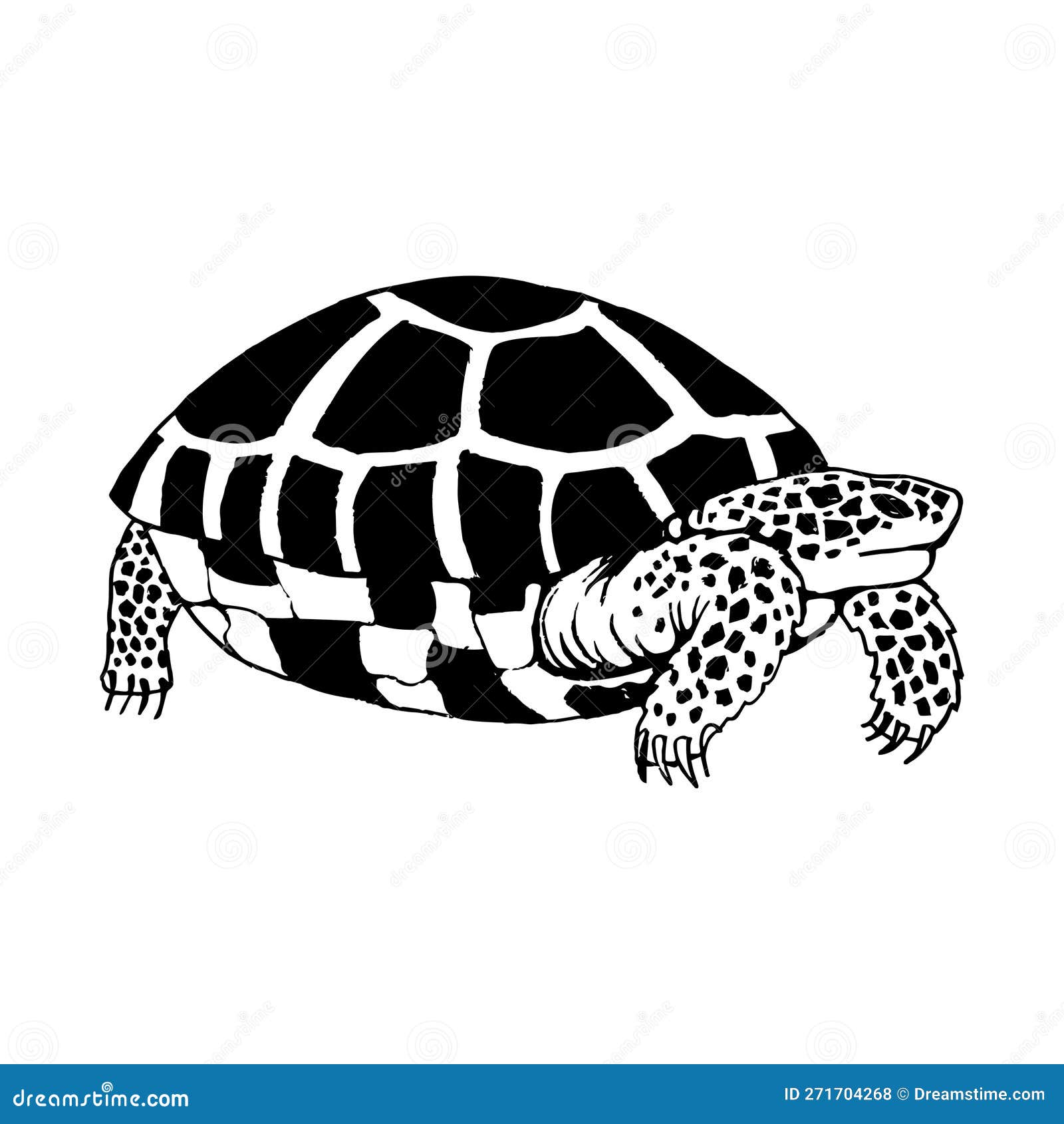 Land turtle. Side view stock vector. Illustration of nature - 271704268