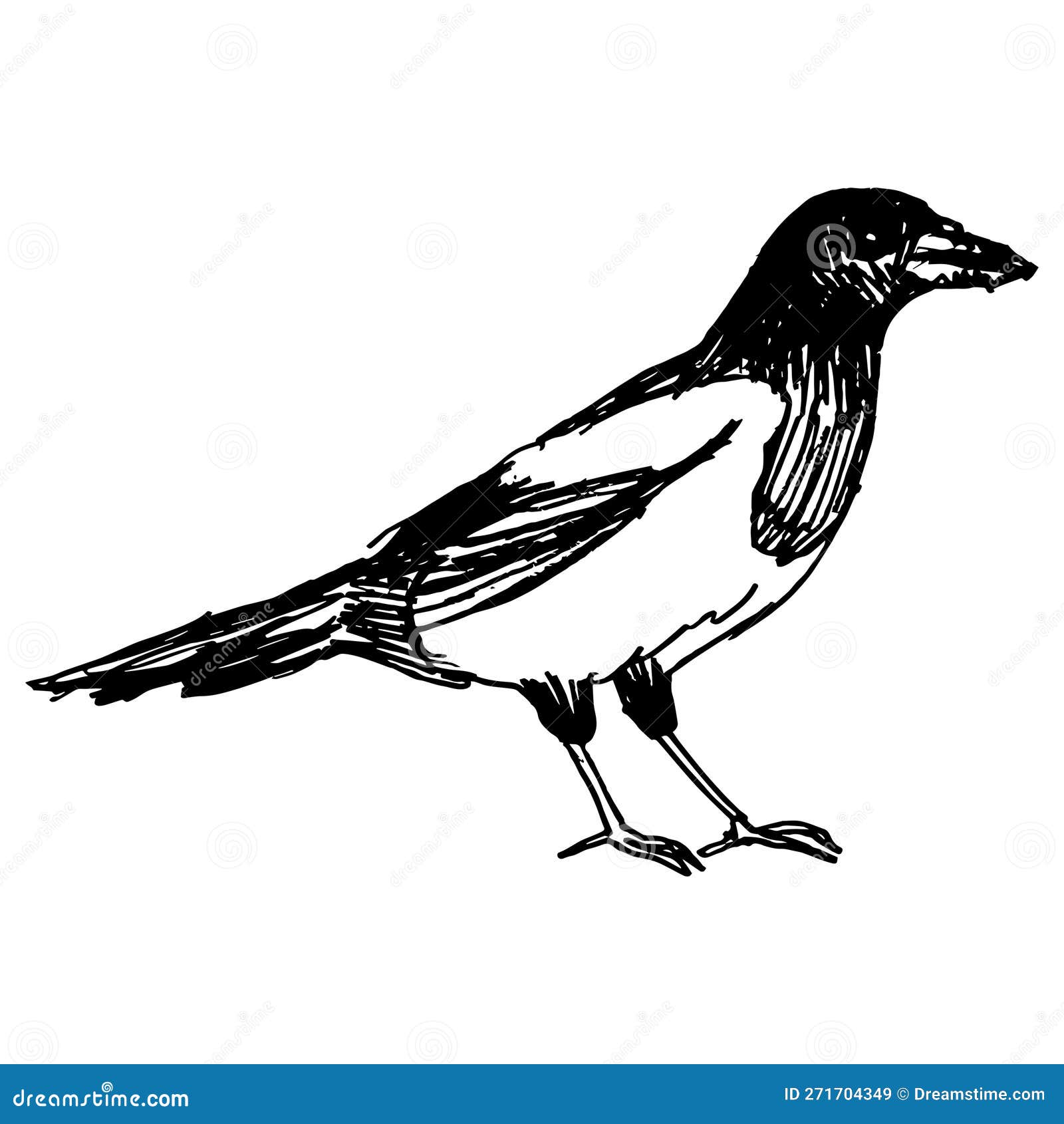 Magpie. Side View. Drawing With Black Lines, Marker, Line Art Cartoon ...