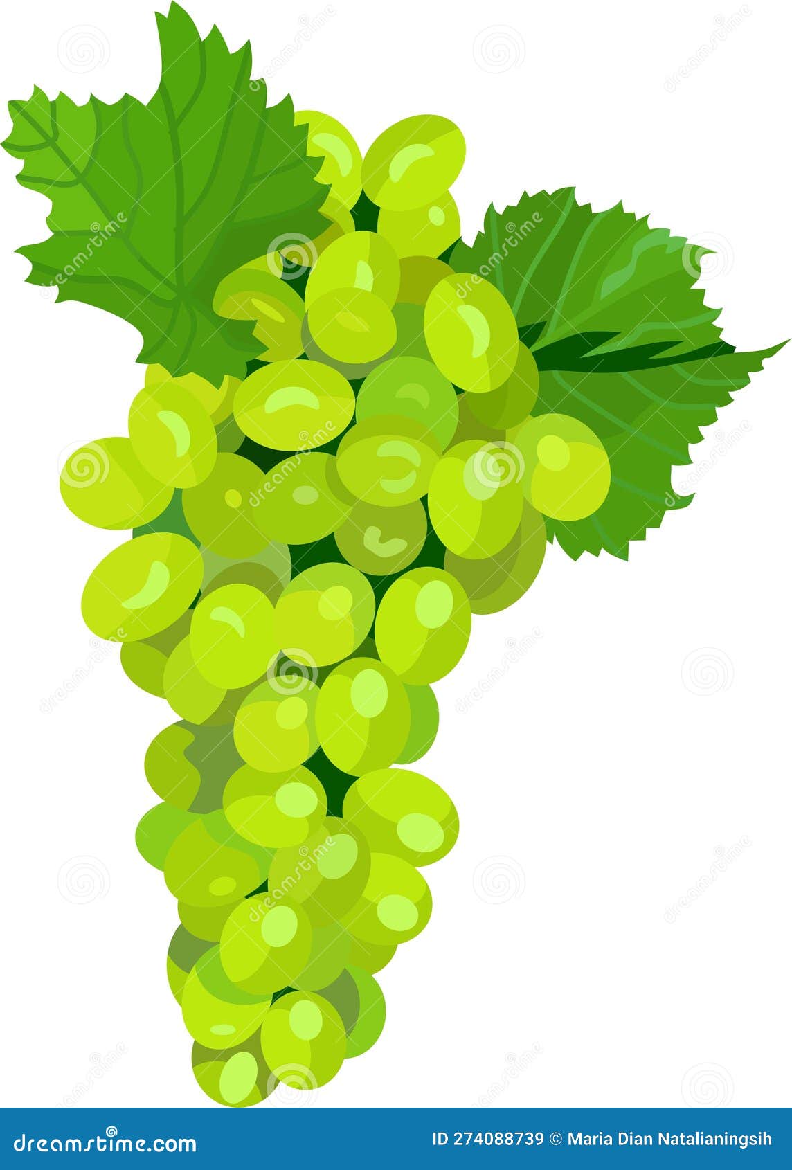 Grape Fruit Plant Tree Vector Stock Vector - Illustration of plant ...