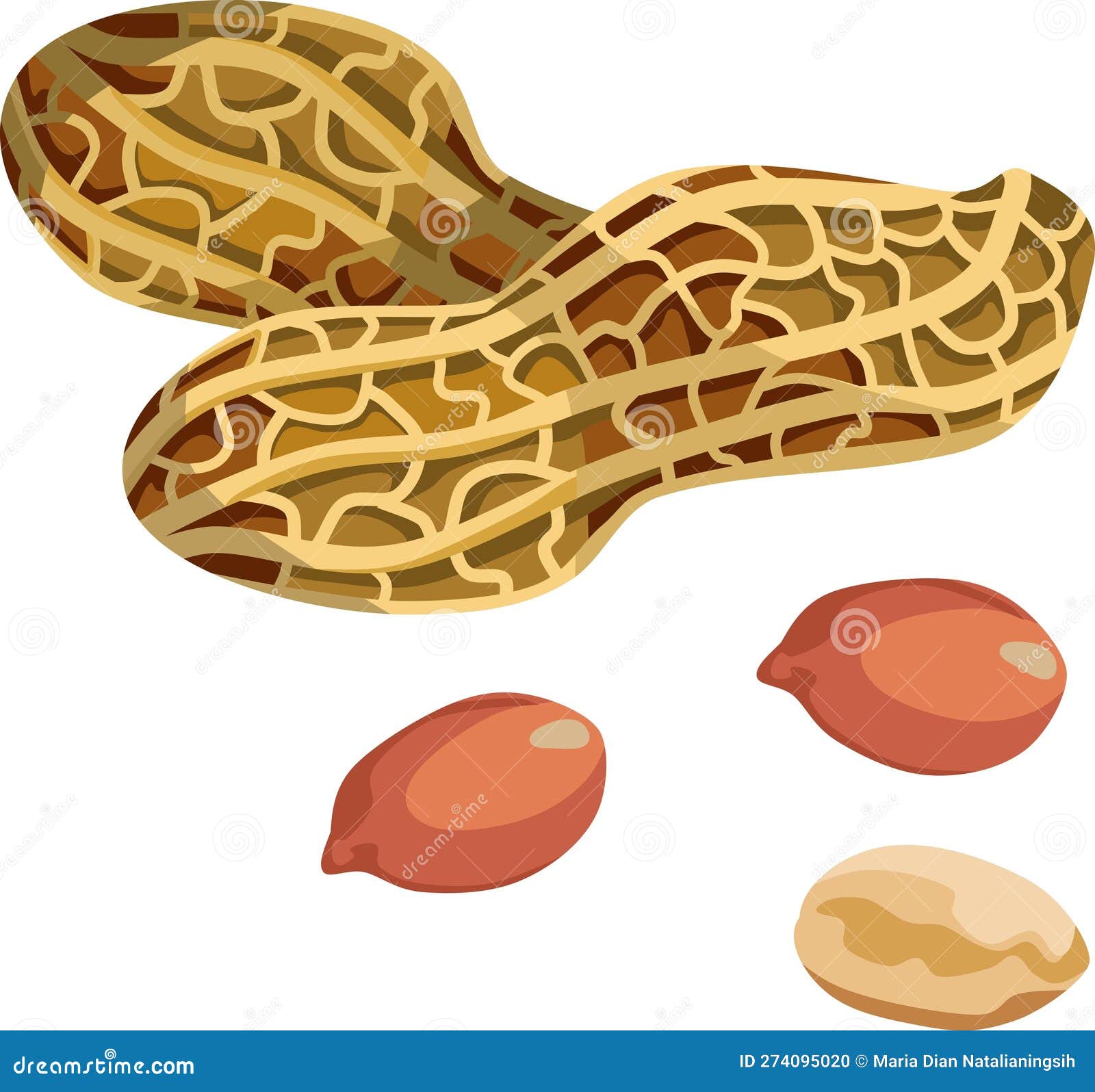 Peanut Groundnut Seeds Vector Food Stock Vector - Illustration of food ...