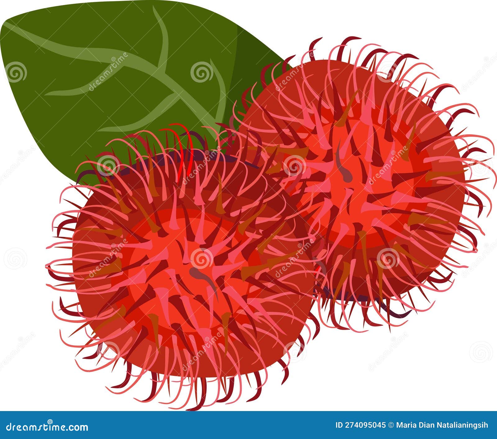 Rambutan On Tree With White Background. Isolated Doodle Hand Drawing ...