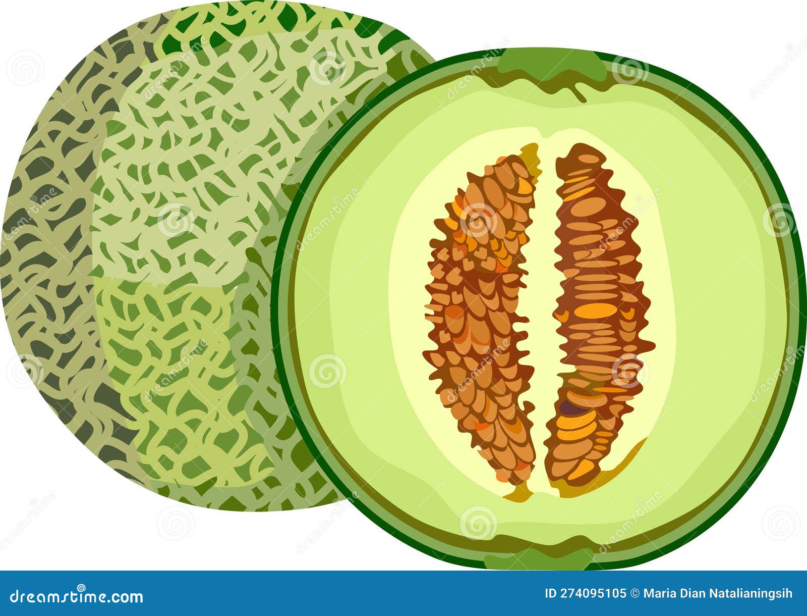 Rock Melon Fruit Sweet Plant Vector Stock Vector - Illustration of ...