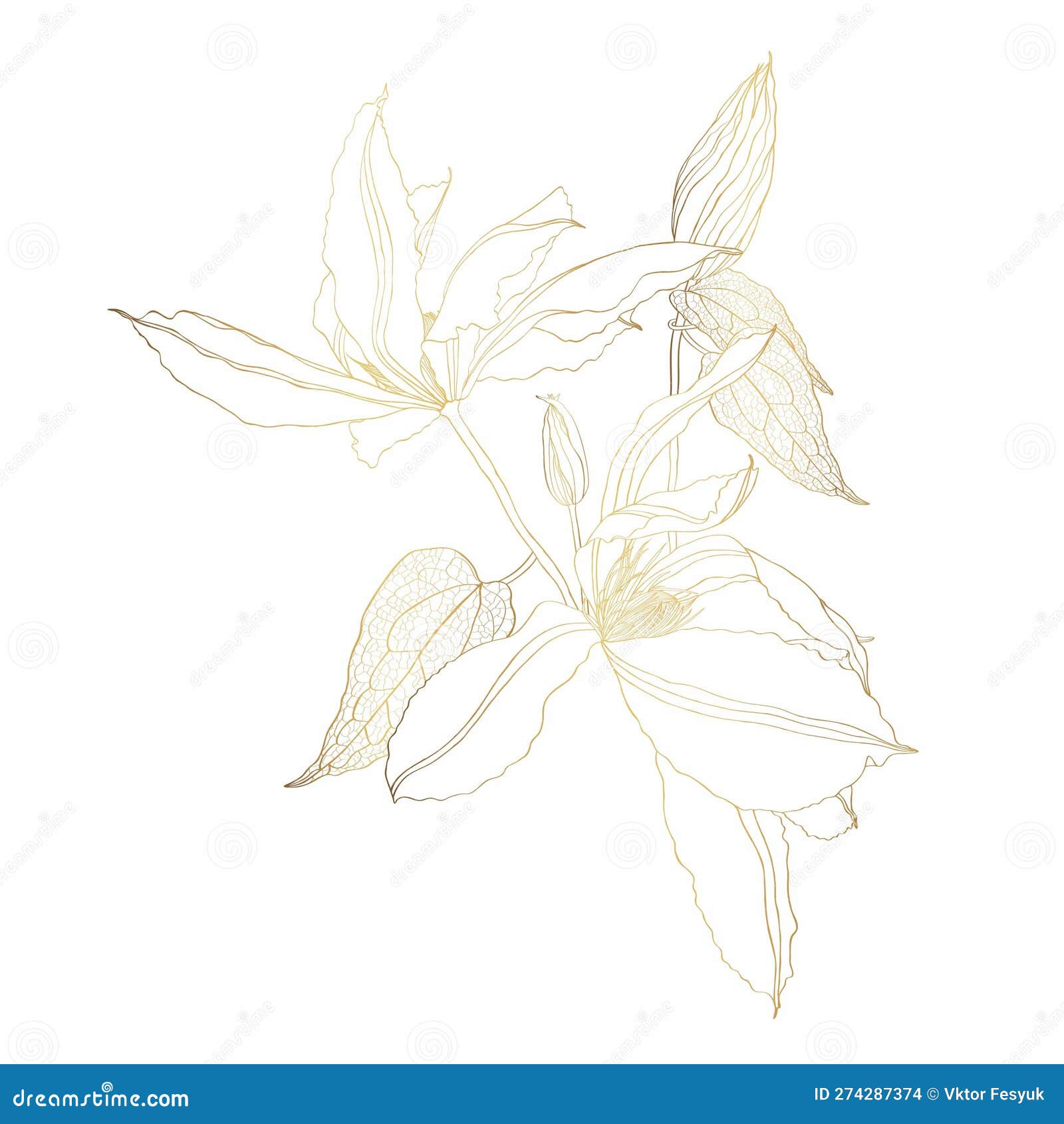 Hand Drawn and Sketch Clematis Flower. Golden with Line Art ...