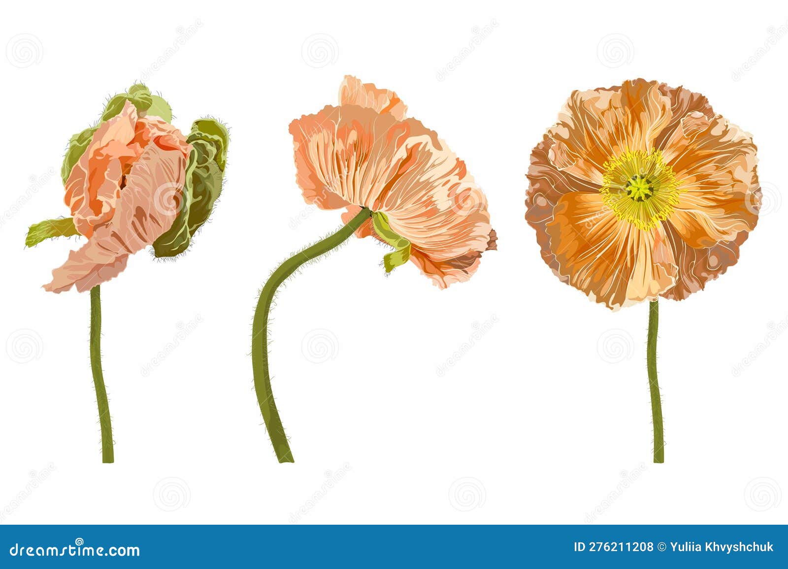California Poppy Iceland Poppy Poppy Flowers Set Golden Pastel