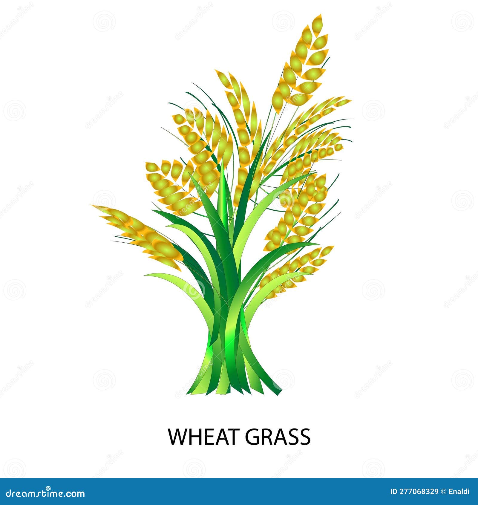 Wheat Grass Plant Vector Illustration and Symbol Stock Vector ...
