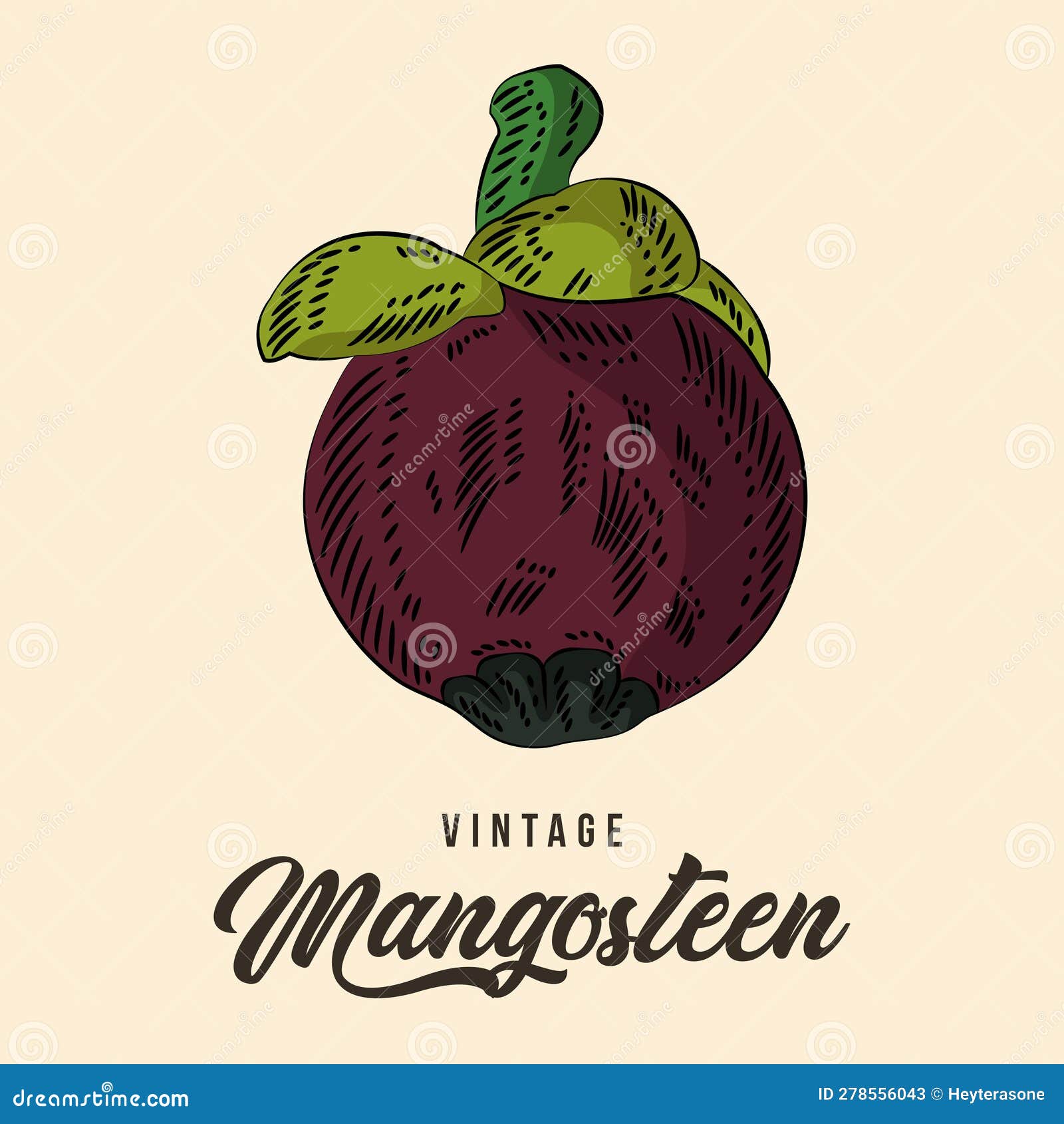 Vintage Hand Drawing Mangosteen Fruit Sketch Vector Stock Illustration ...