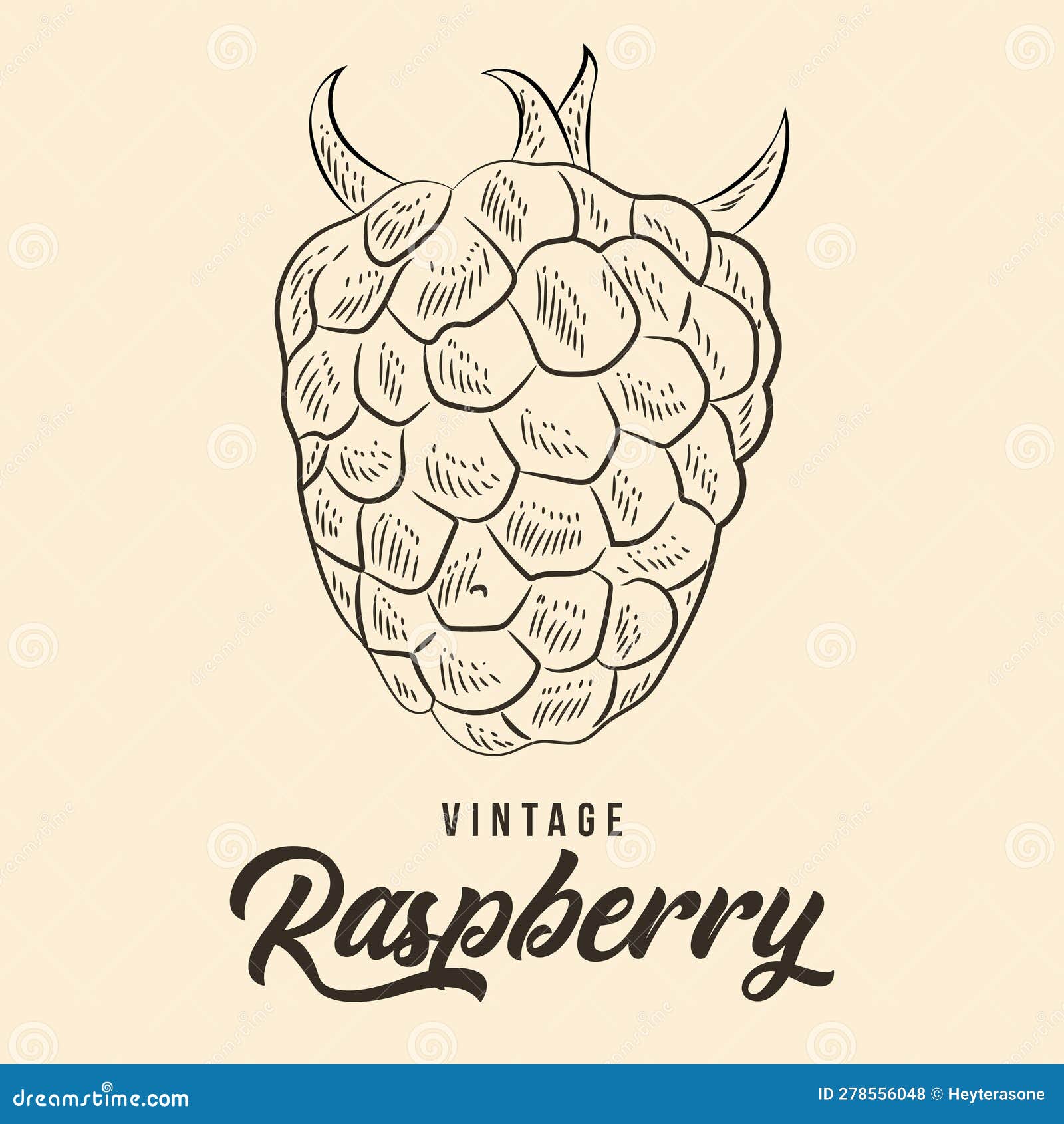 Vintage Hand Drawing Raspberry Fruit Sketch Vector Stock Illustration ...