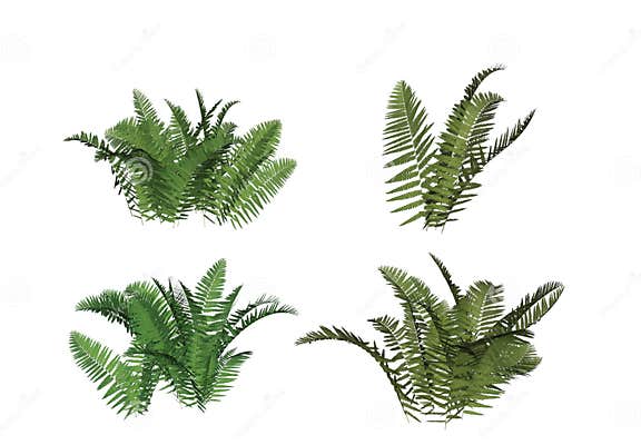 Set of Bush of Green Wide Open Leaves of Fern, Fern Leaf Isolated on ...