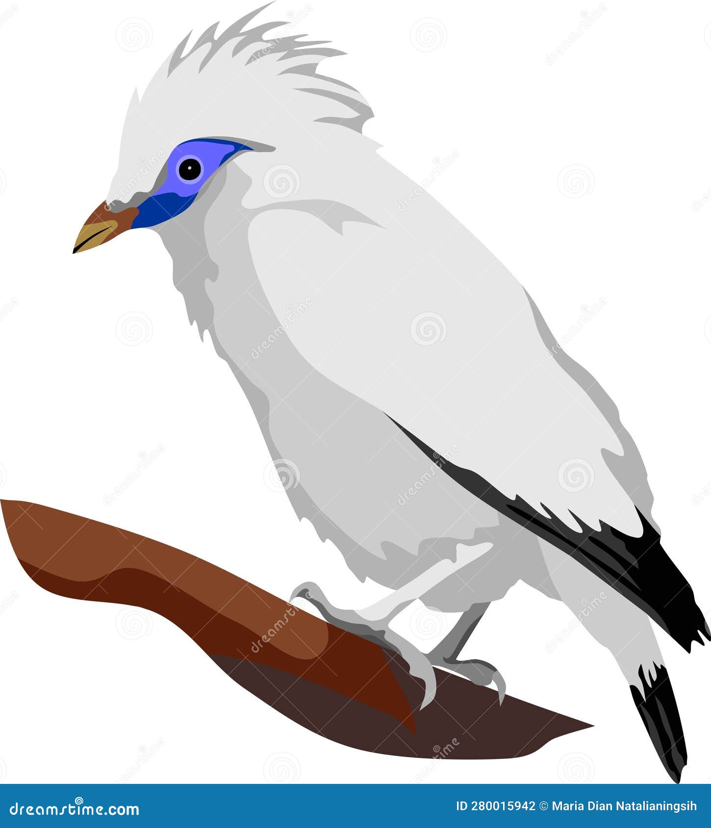 White Bali Mynah Bird Animal Vector Stock Vector - Illustration of ...