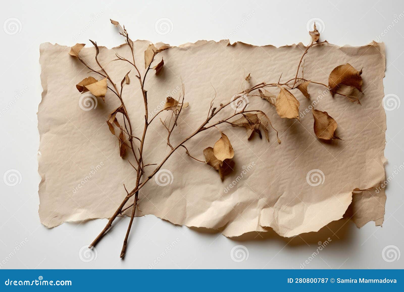 Dried Leaves and Branches on a Crumpled Paper Stock Illustration ...