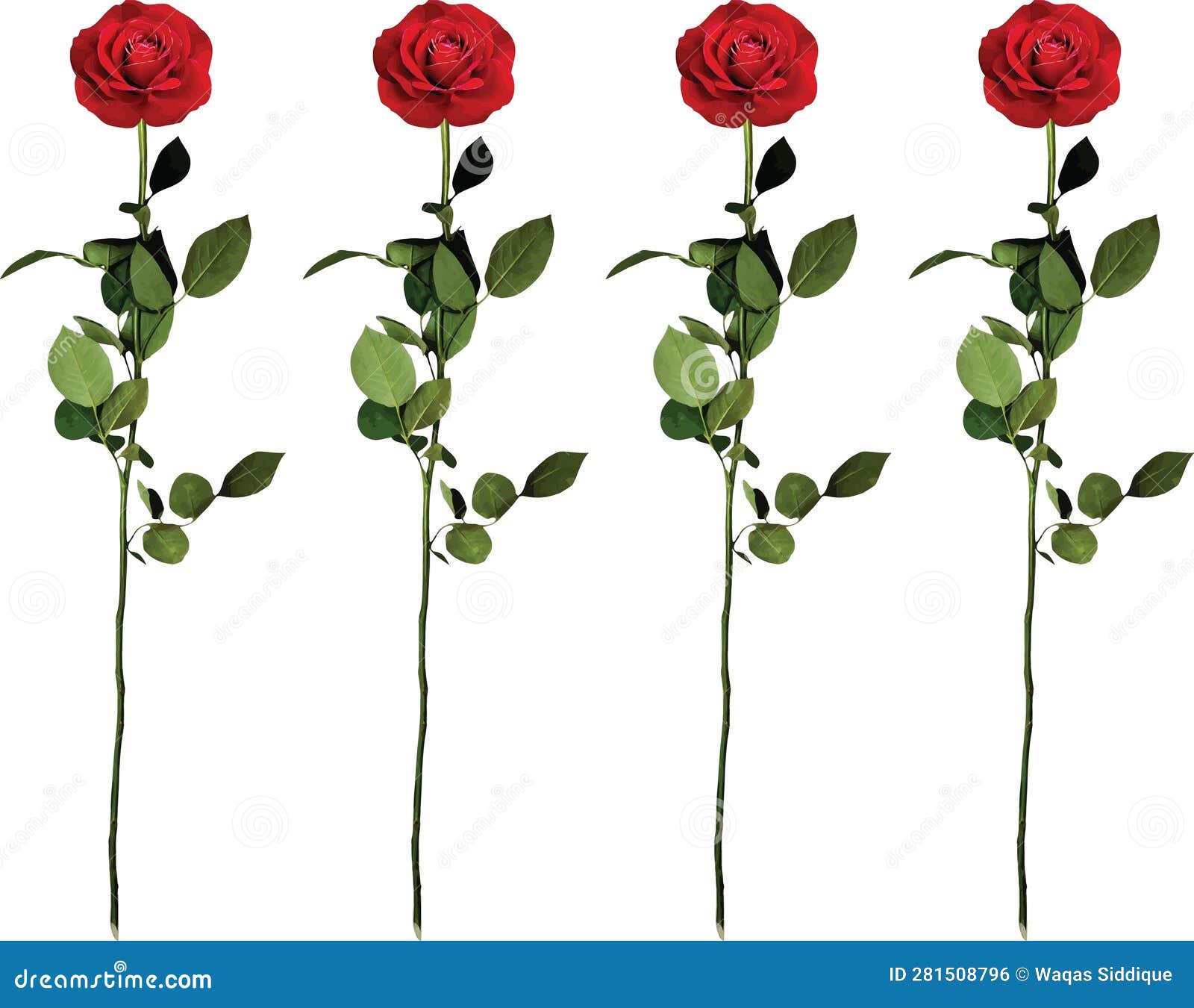 Red Roses Color Set on White Background Stock Illustration ...