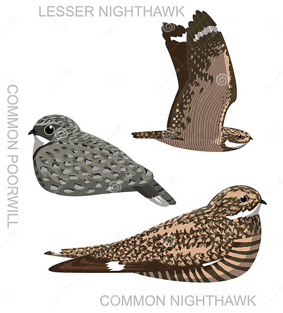 Cute Bird Nighthawk Nightjar Poorwill Set Cartoon Vector Stock Vector ...
