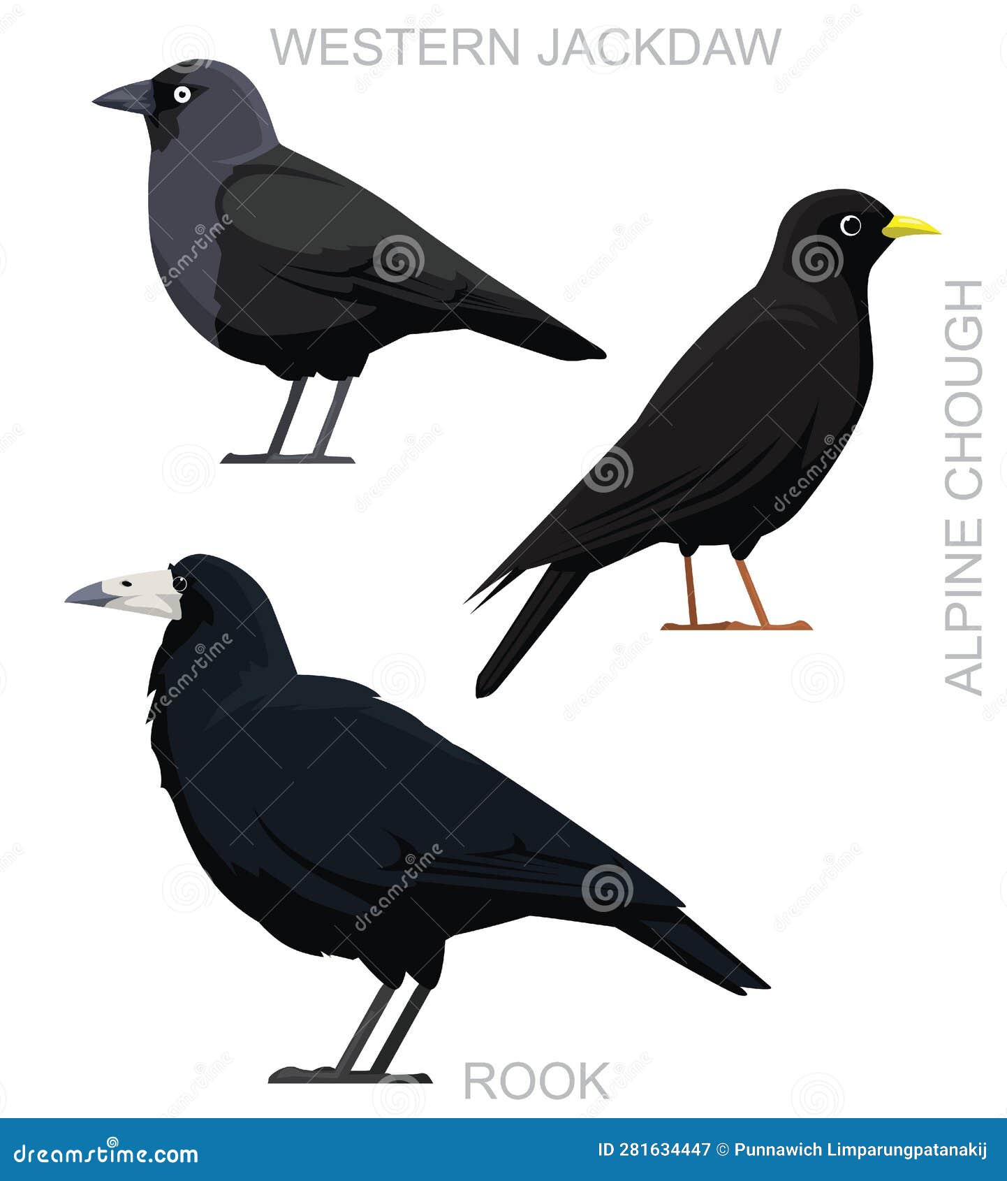 Cute Bird Rook Jackdaw Chough Crow Set Cartoon Vector Stock Vector ...