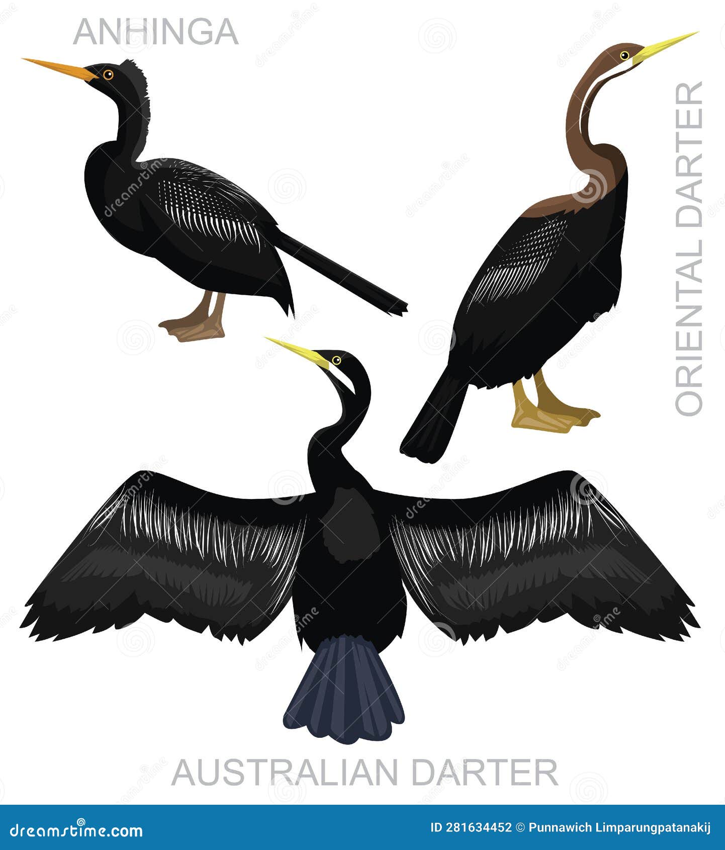 Cute Bird Darter Anhinga Set Cartoon Vector Stock Vector - Illustration ...