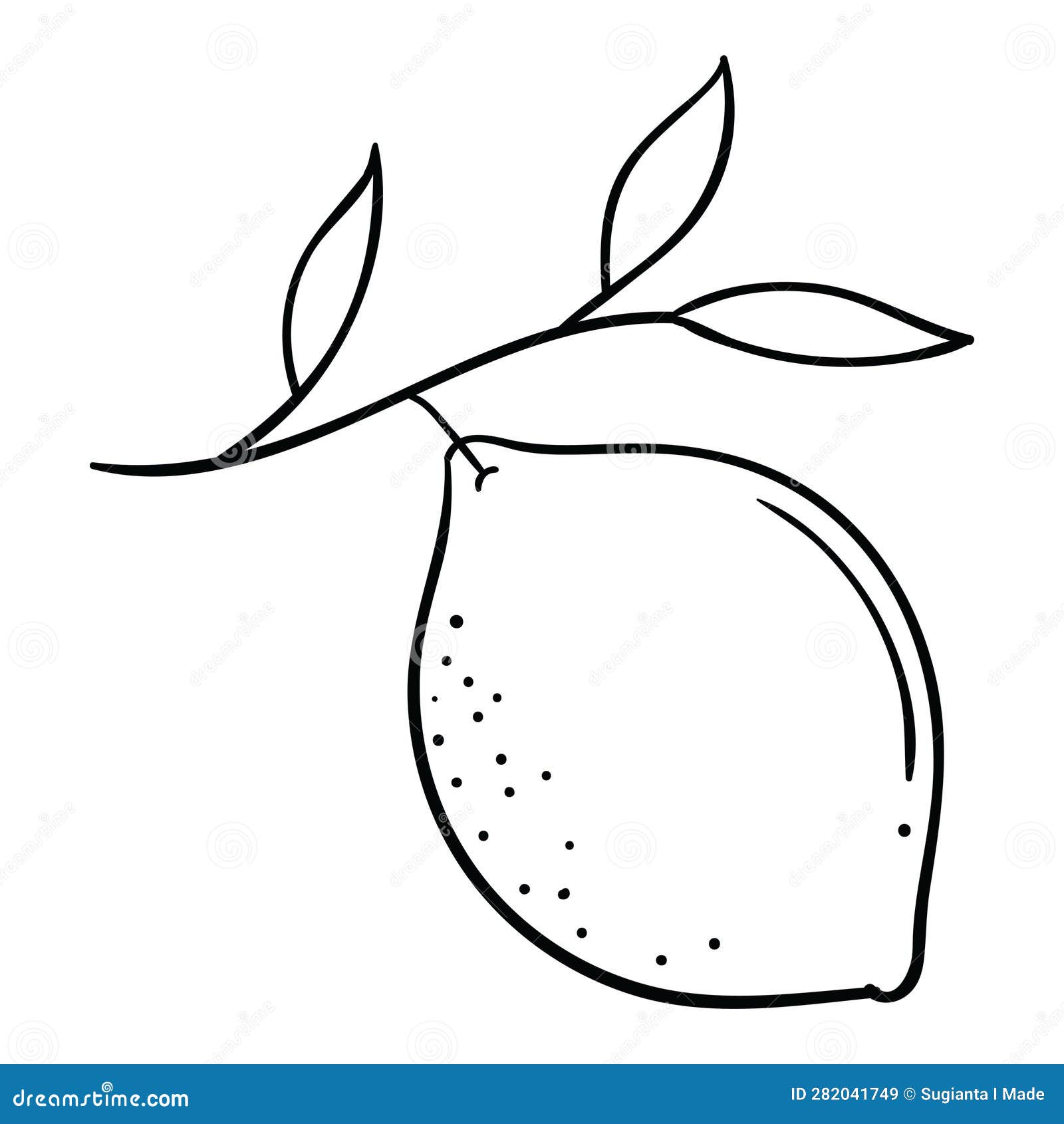 Hand drawing lime stock vector. Illustration of lime - 282041749