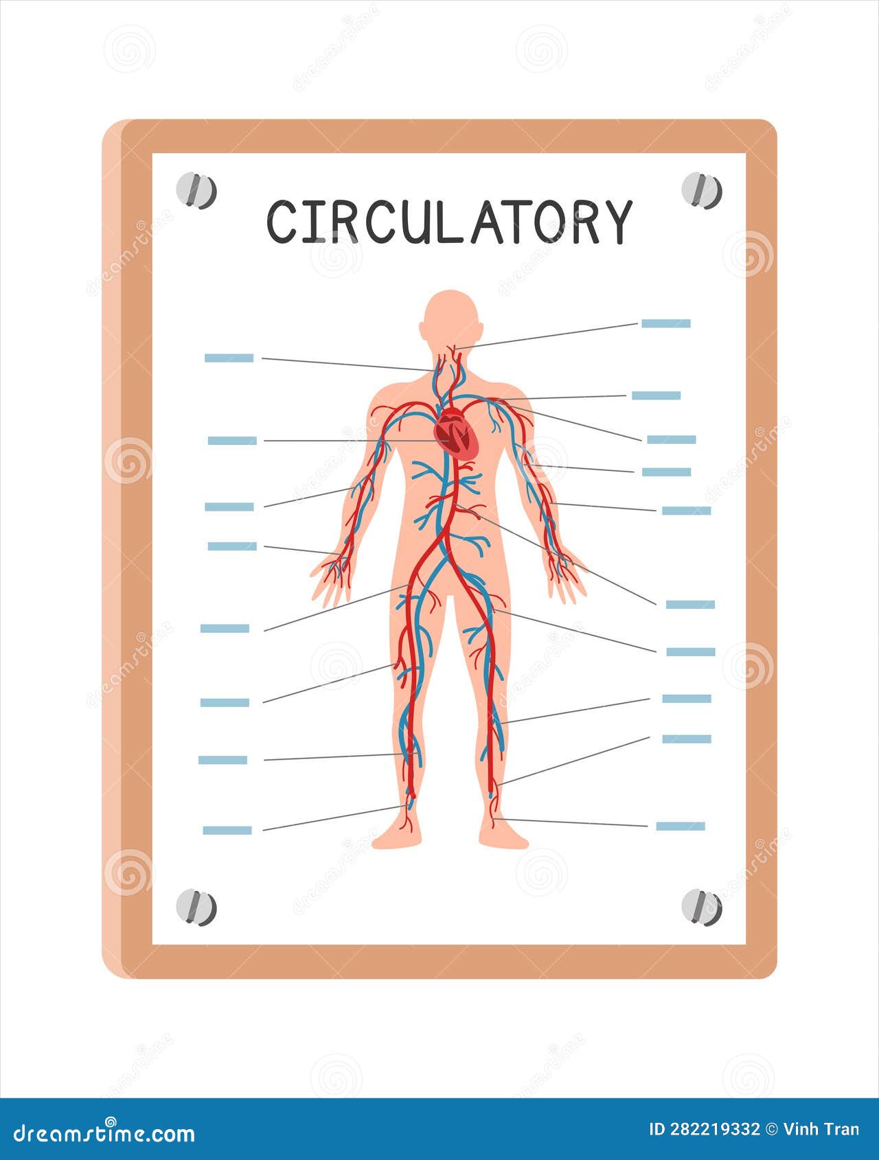 Human Circulatory System Poster Clipart Cartoon Style, Vector Design ...
