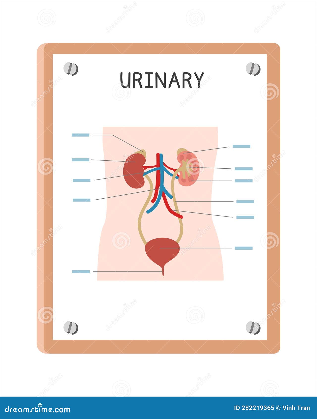 Human Urinary System Poster Clipart Cartoon Style, Vector Design. Use ...