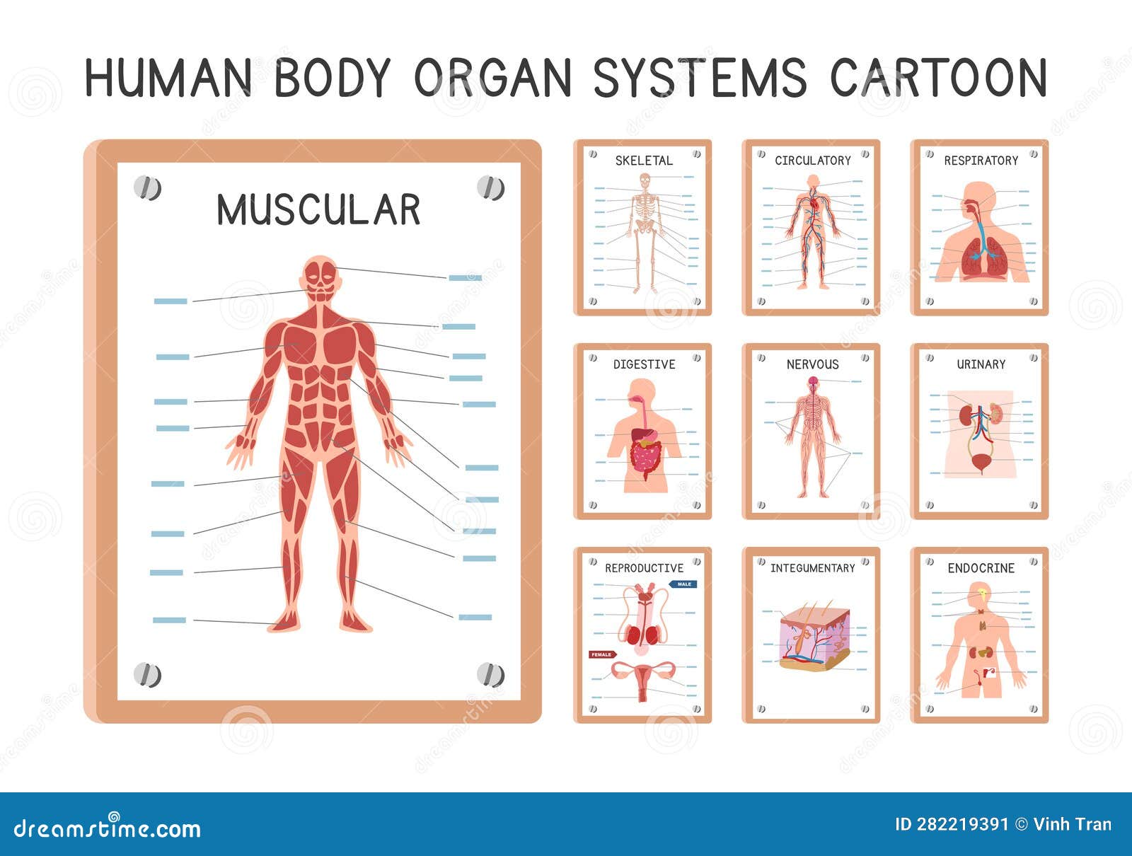 Human Organ Systems Diagram Poster Clipart Cartoon Style Vector Set ...