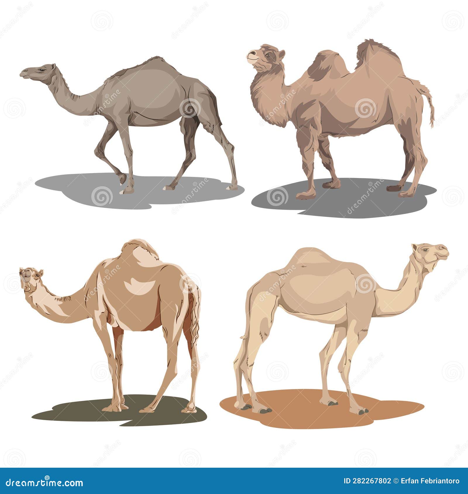 Desert Camel Cartoon Collection Set Stock Vector - Illustration of ...