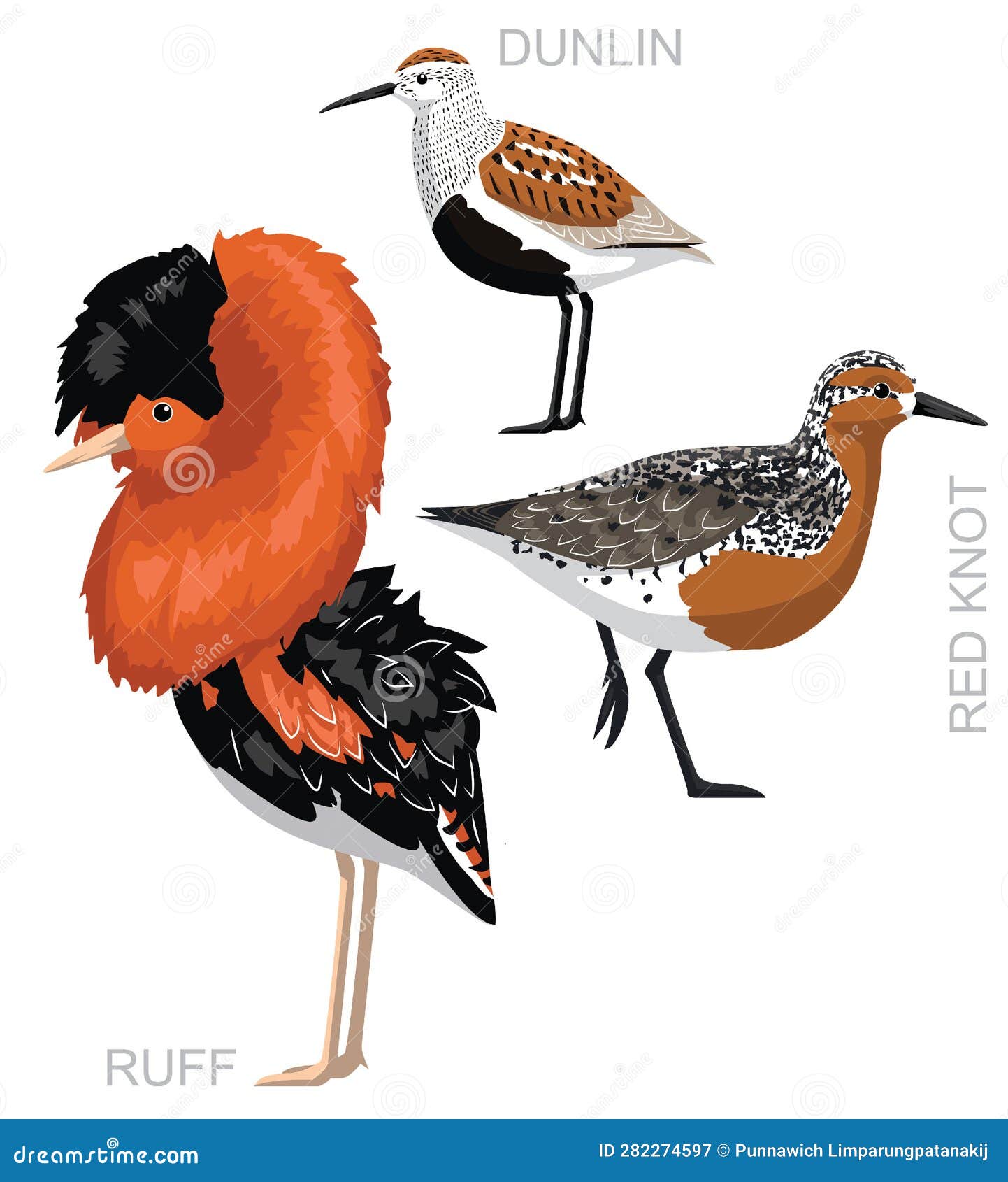 Cute Dunlin Animal Warrior 3D Game Model Generative AI Royalty-Free ...