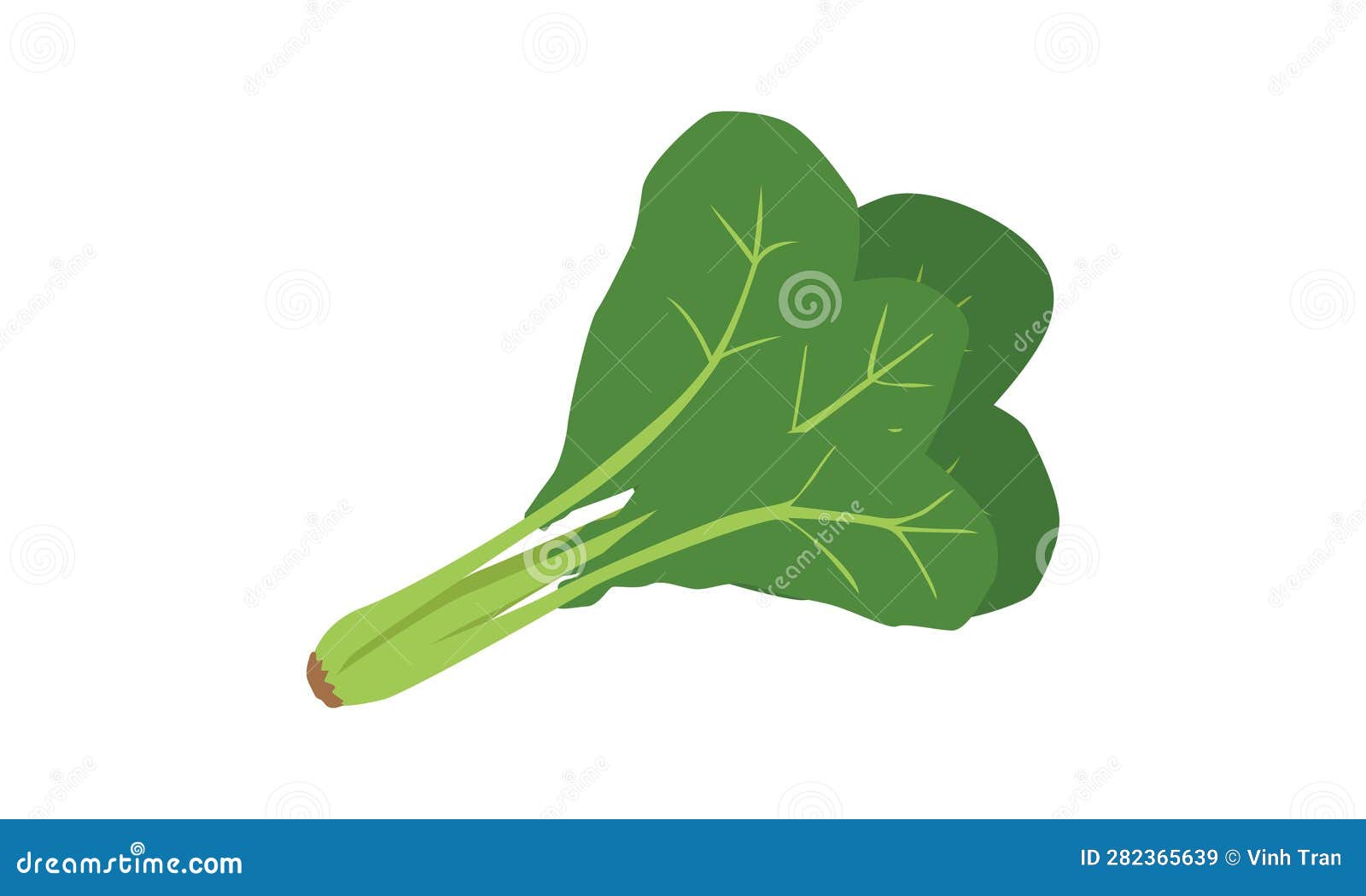 Simple Spinach Clipart Vector Illustration. Spinach with Root and ...
