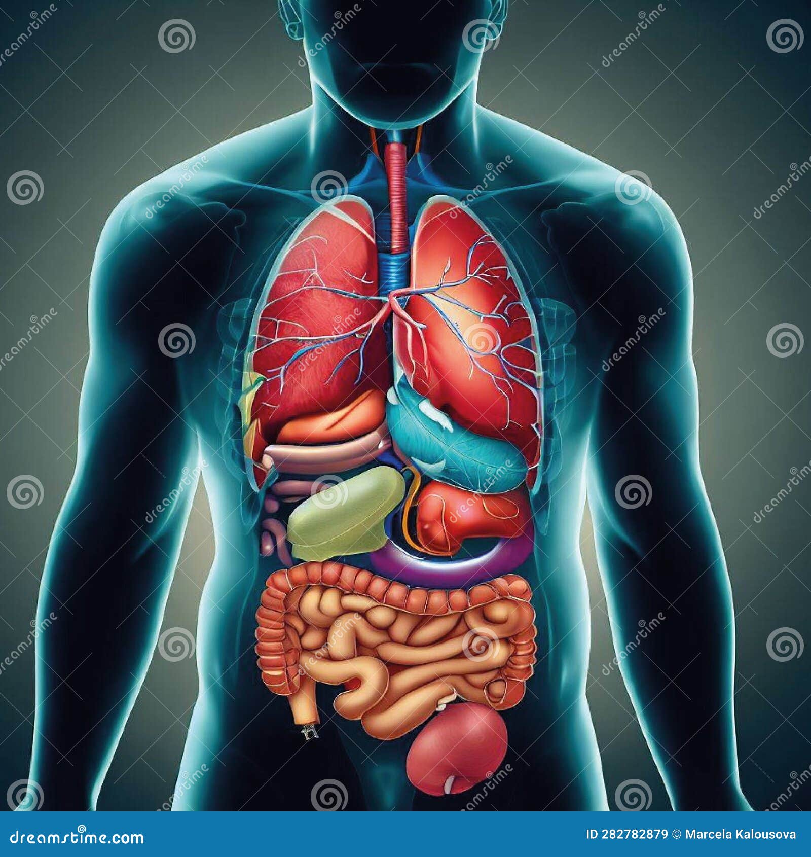 Human body with all organs stock illustration. Illustration of human ...