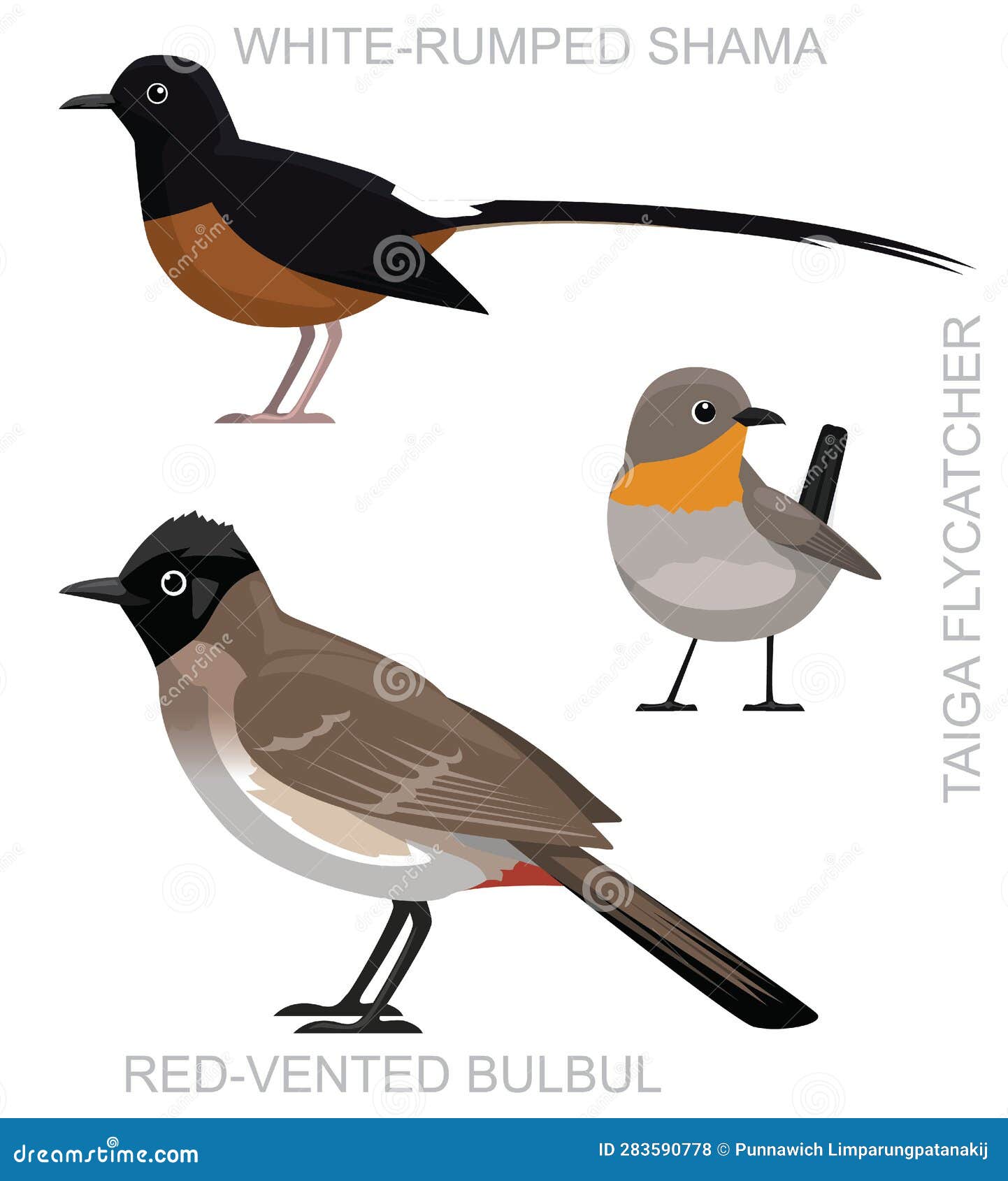 Cute Bird Bulbul Shama Flycatcher Set Cartoon Vector Stock Vector ...