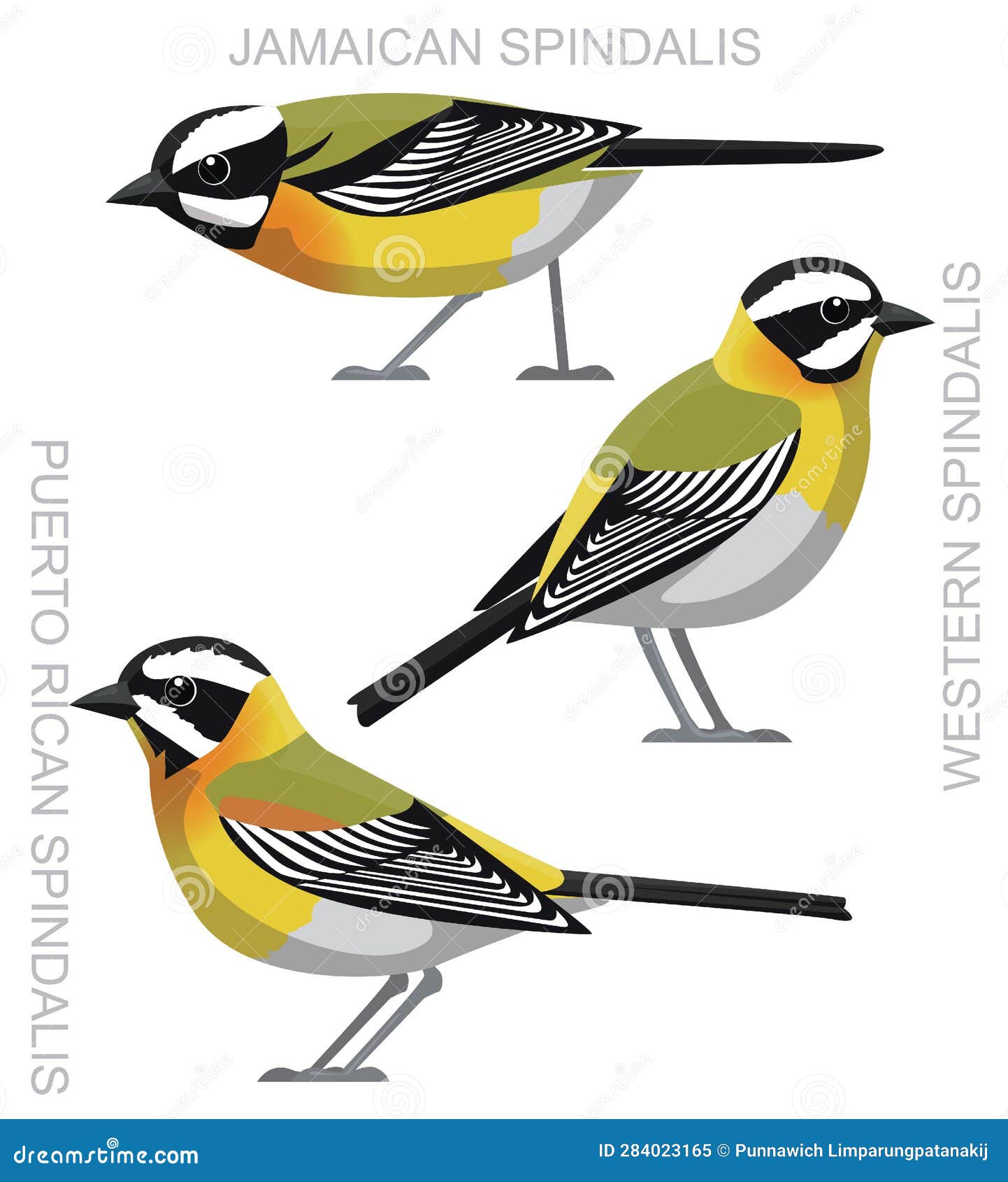 Cute Bird Spindalis Set Cartoon Vector Stock Vector - Illustration of ...