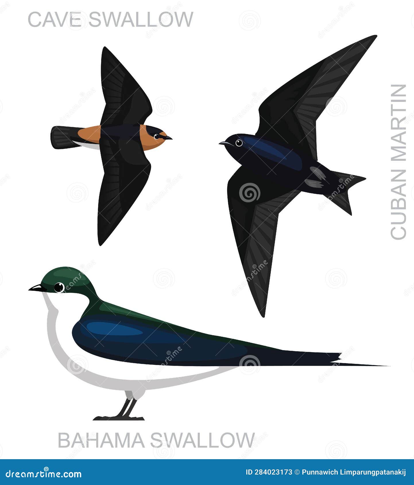 Cute Bird Cave Swallow Cuban Martin Set Cartoon Vector Stock Vector ...