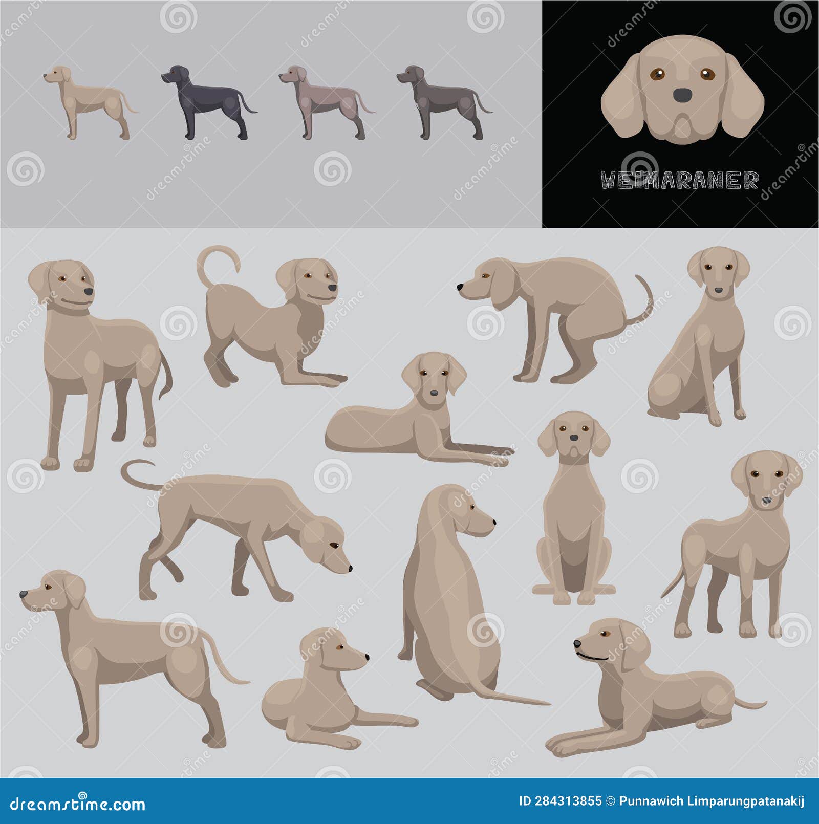 Dog Weimaraner Cartoon Vector Illustration Color Variation Set Brown ...