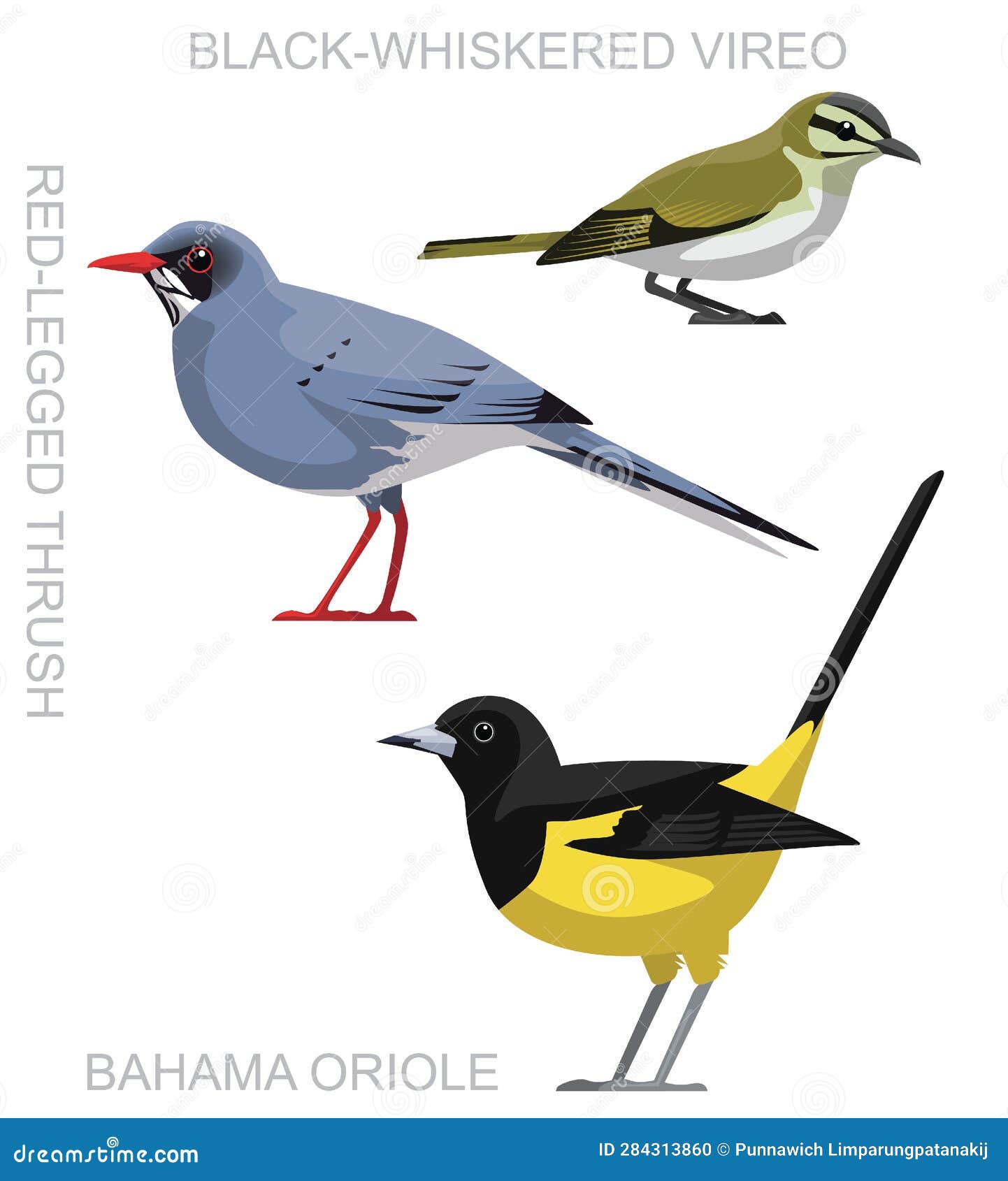 Cute Bird Bahama Oriole Vireo Thrush Set Cartoon Vector Stock Vector ...