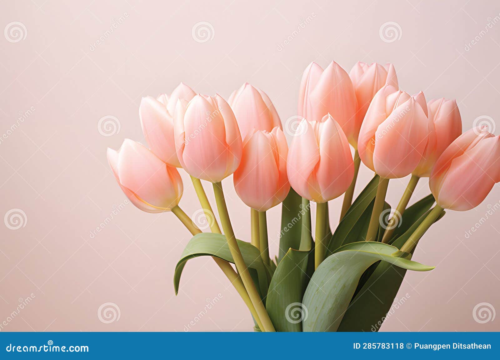 Natural Bouquet of Spring Tulips. Pastel Tulips on a Plain Background ...