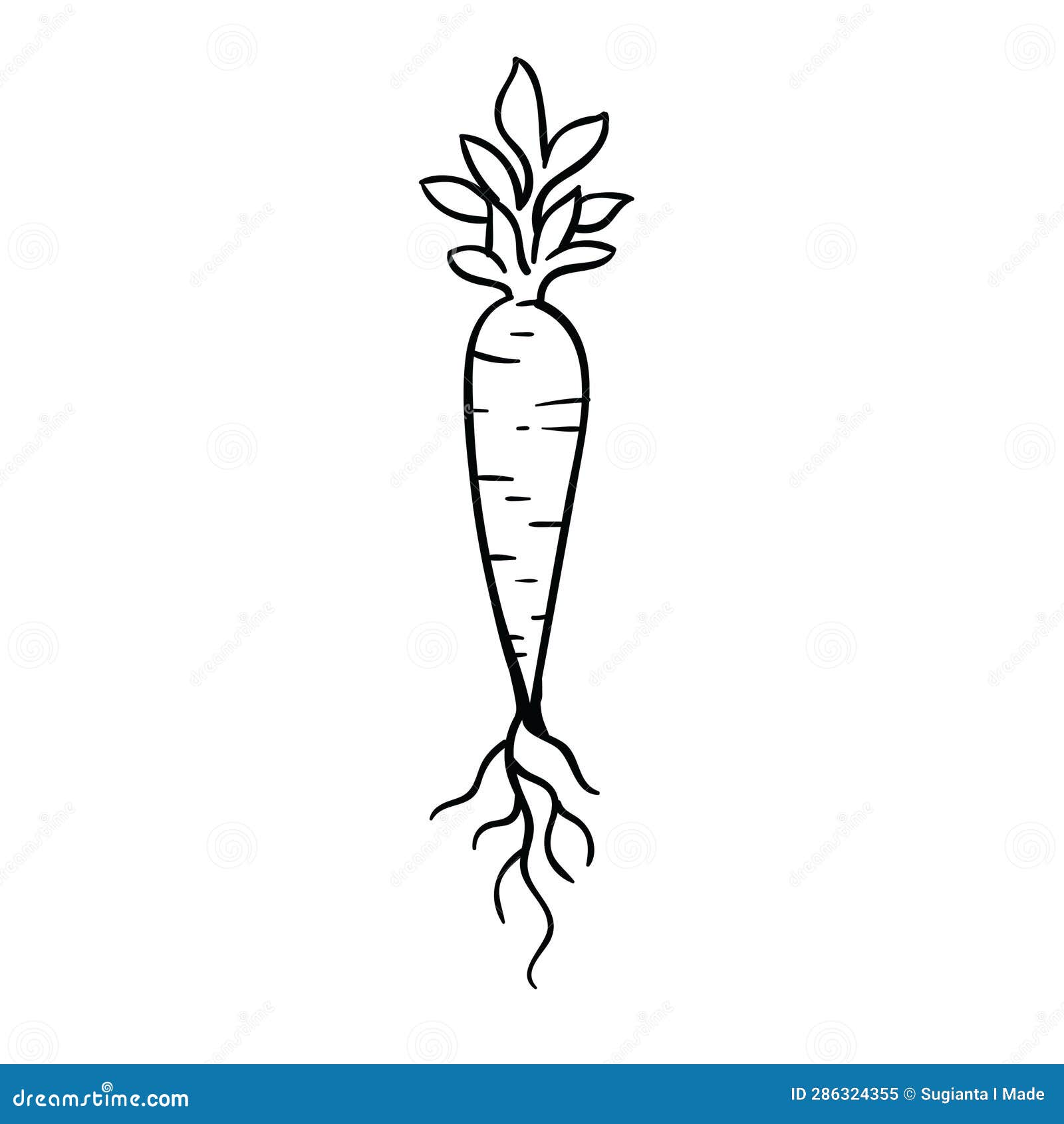 Color carrot vector. stock vector. Illustration of vector - 286324355