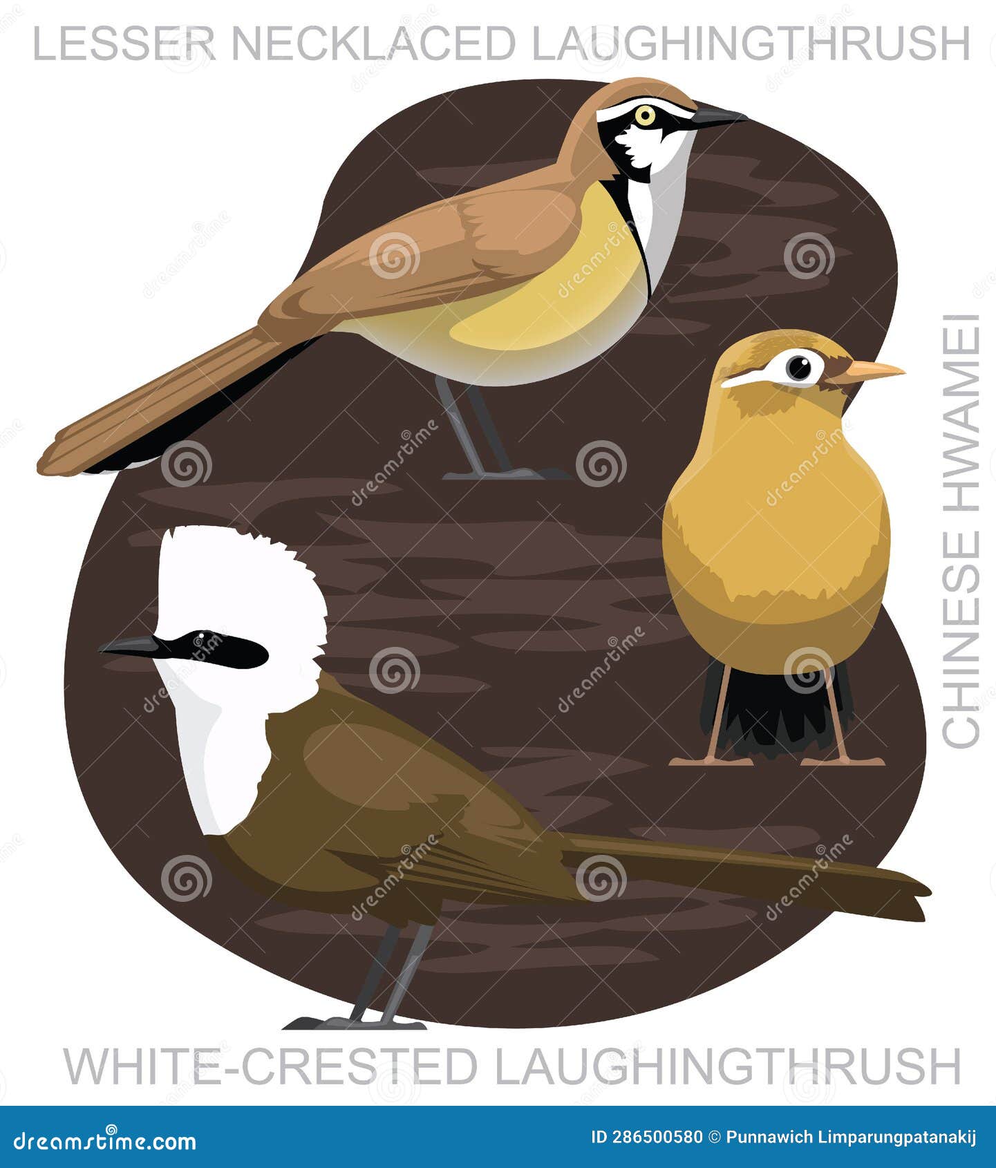 PrintCute Bird Hwamei Laughing Thrush Set Cartoon Vector Stock Vector ...